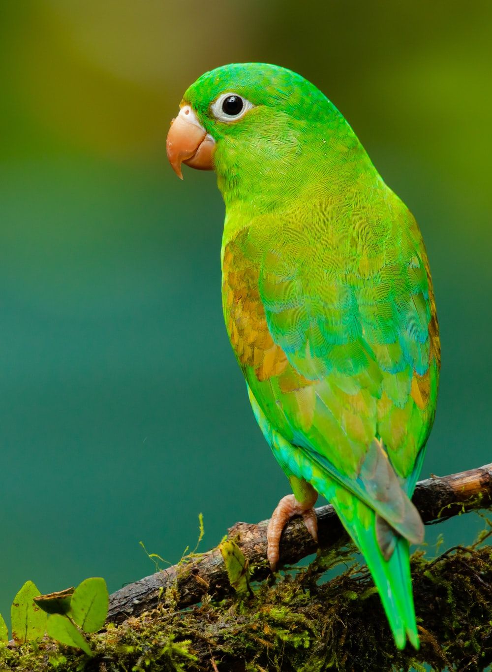 Beautiful Parrots Wallpapers - Wallpaper Cave