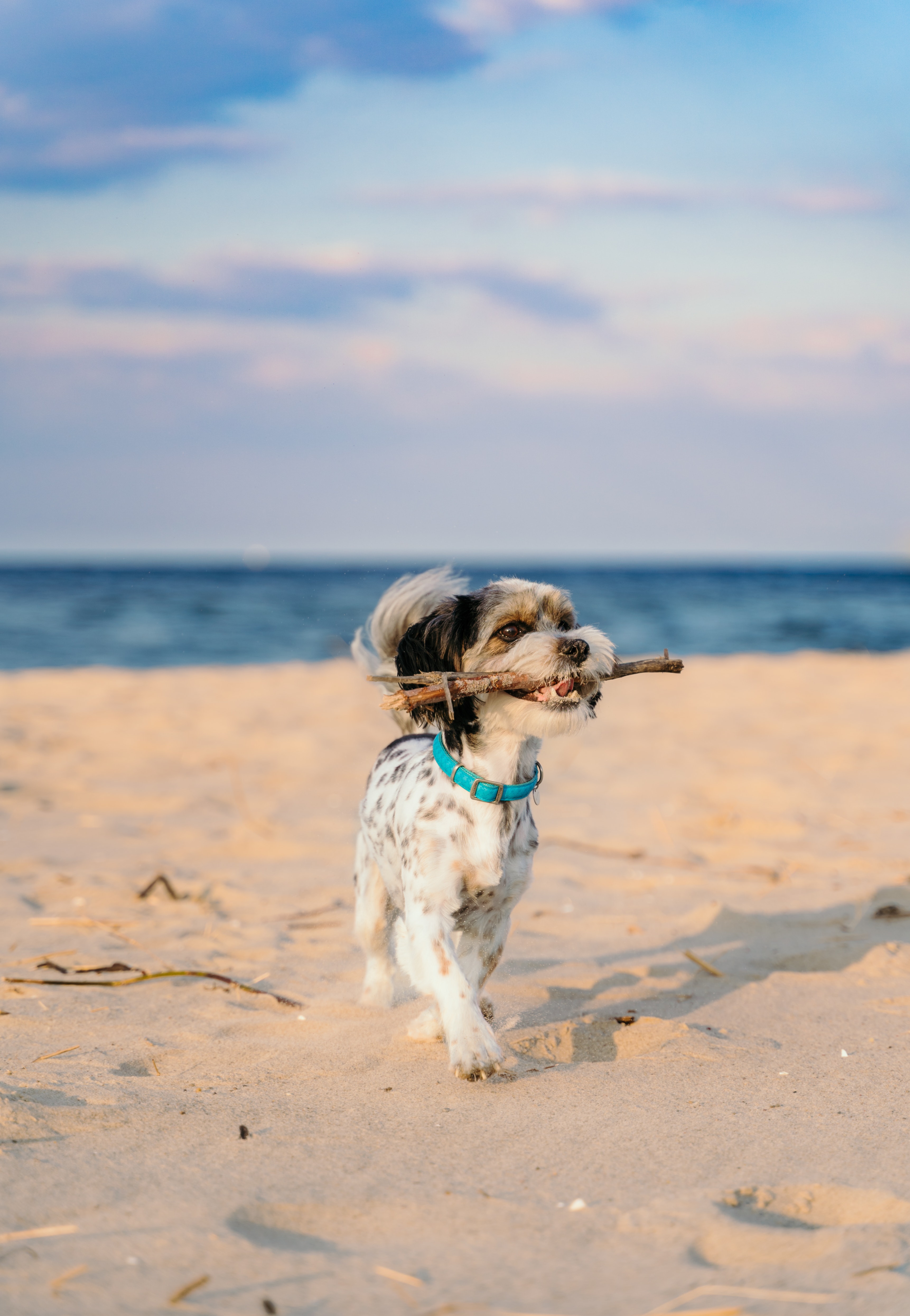Beach Dogs Wallpapers - Wallpaper Cave