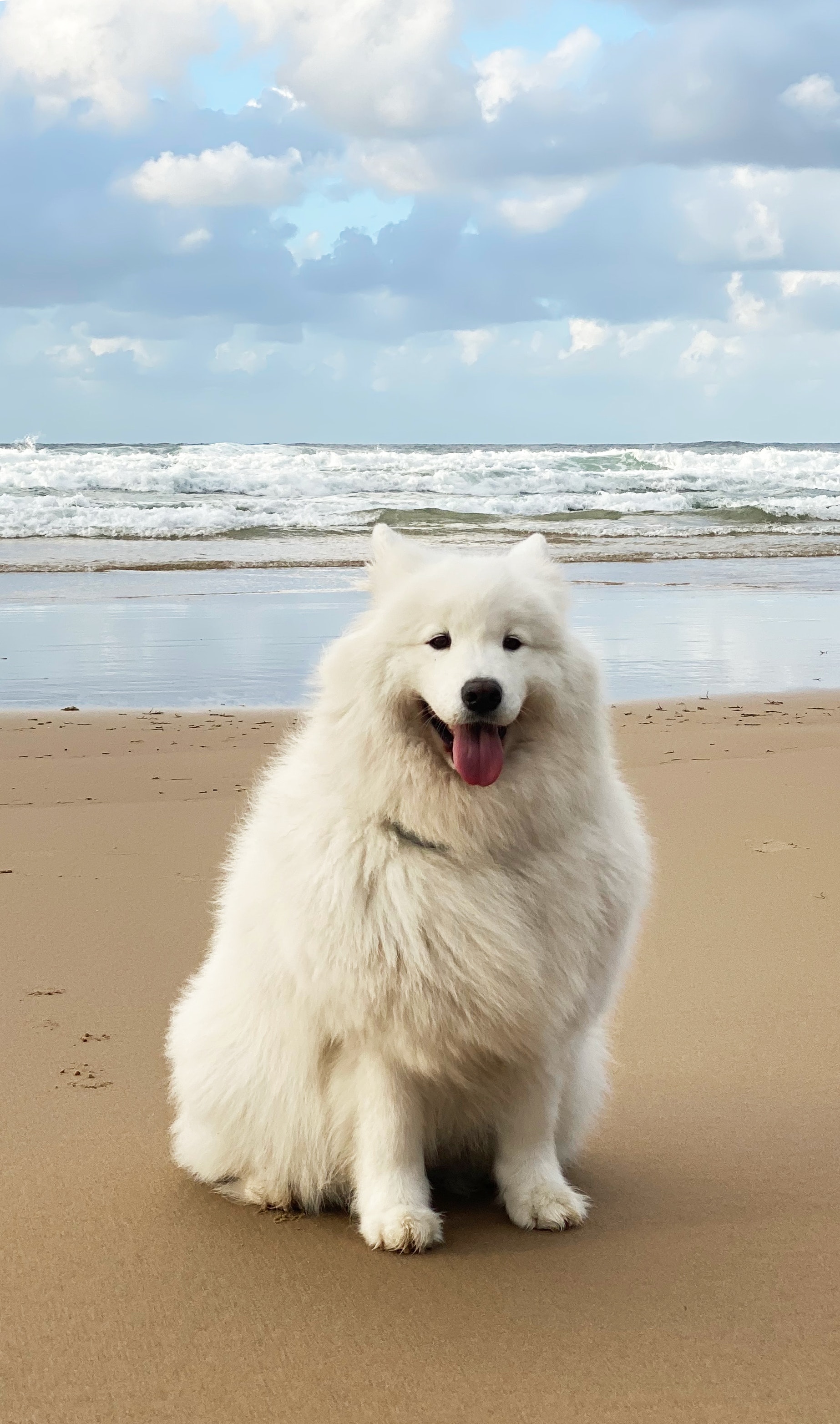 Beach Dogs Wallpapers - Wallpaper Cave