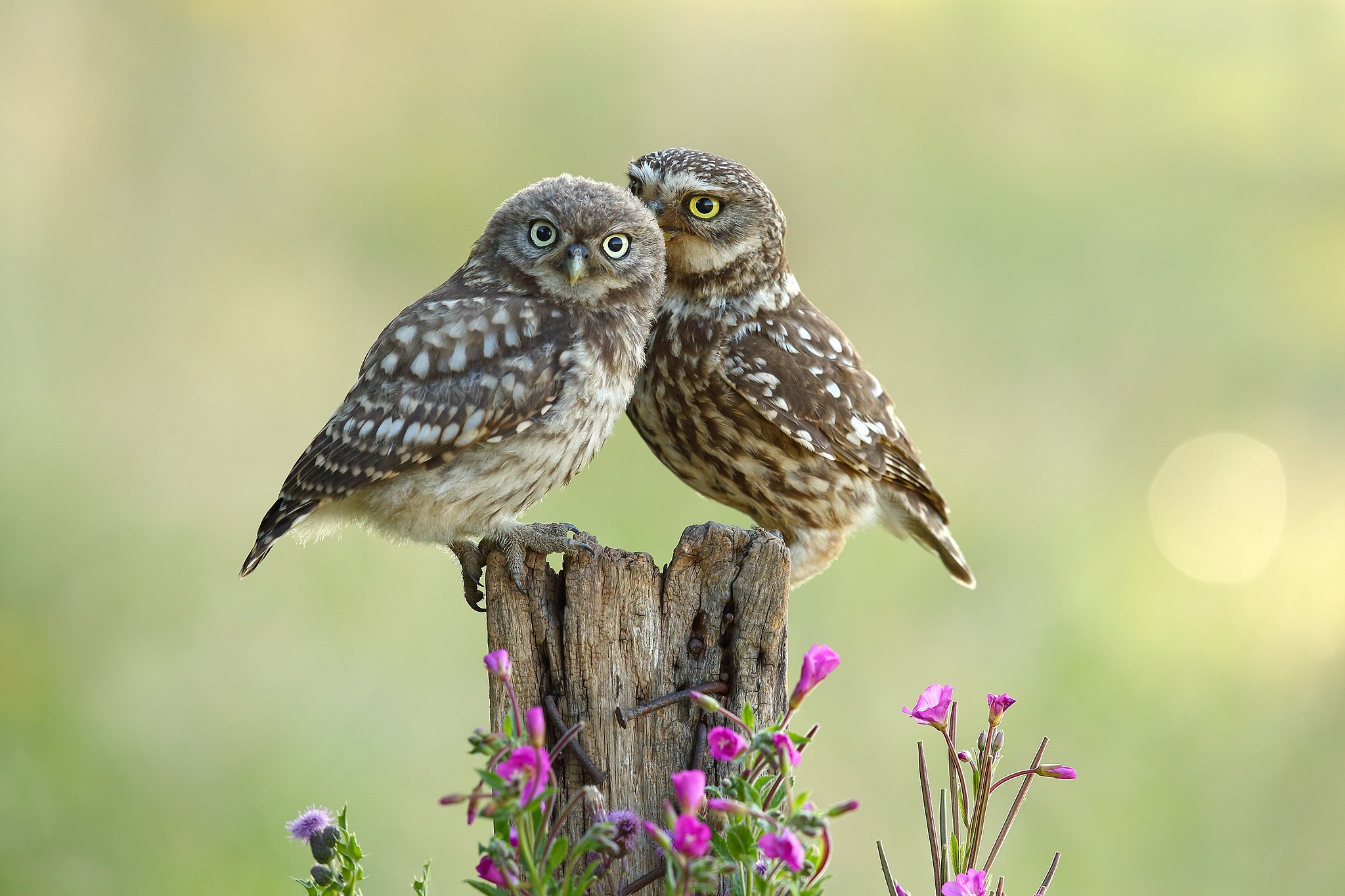 Owl And Flowers Wallpapers - Wallpaper Cave