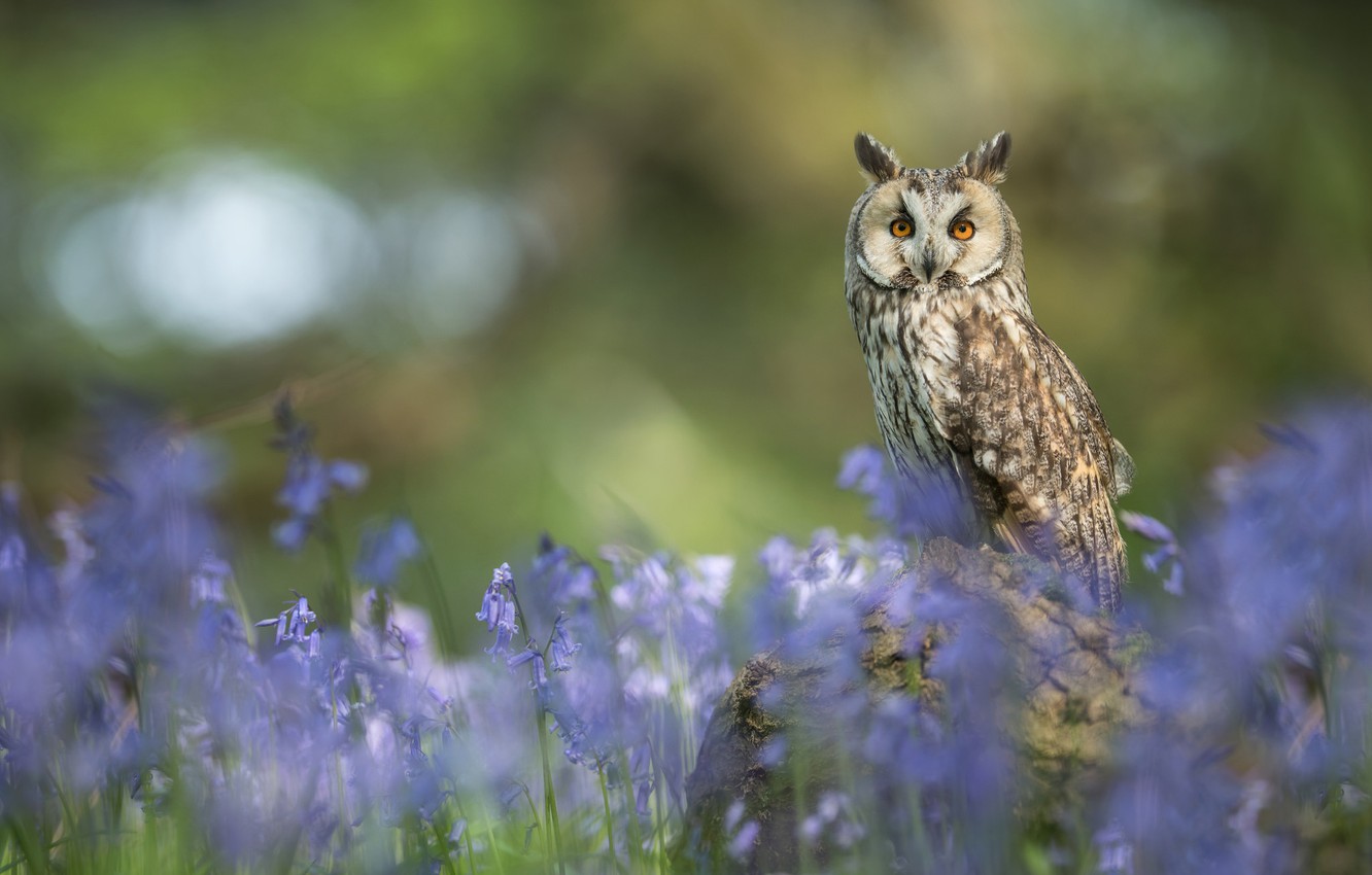 Owl And Flowers Wallpapers - Wallpaper Cave