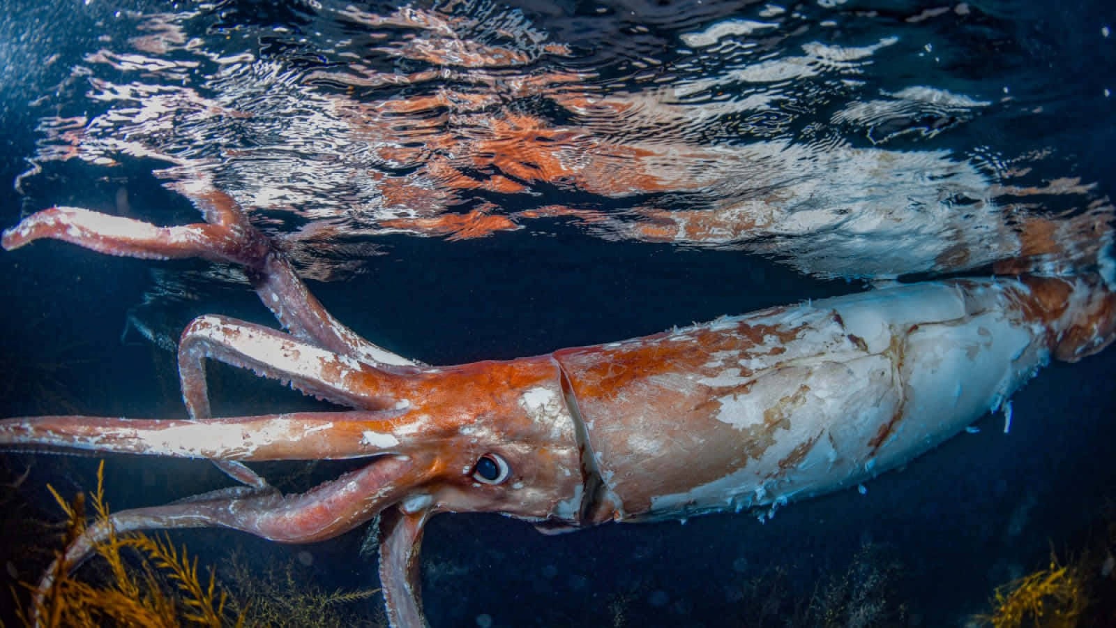 Colossal Squid Wallpapers - Wallpaper Cave