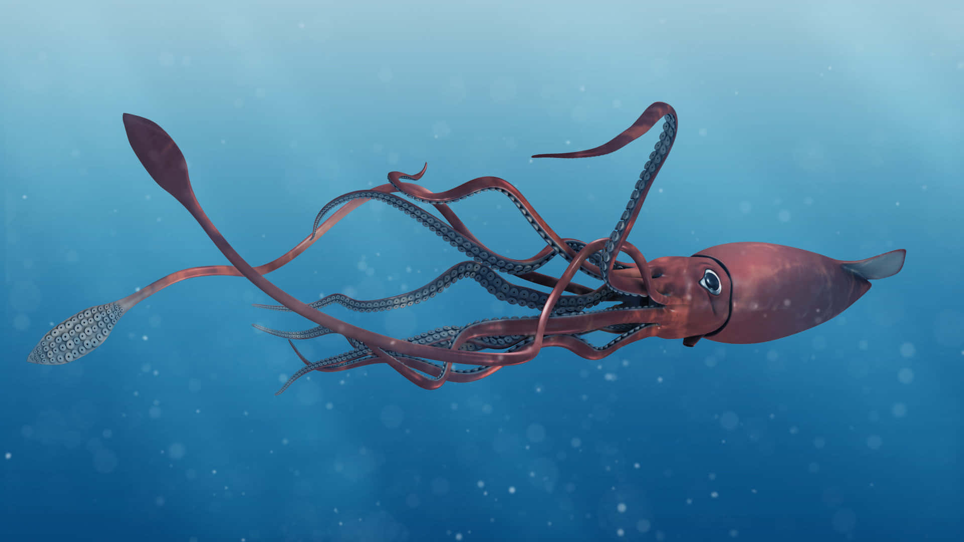Colossal Squid Wallpapers - Wallpaper Cave