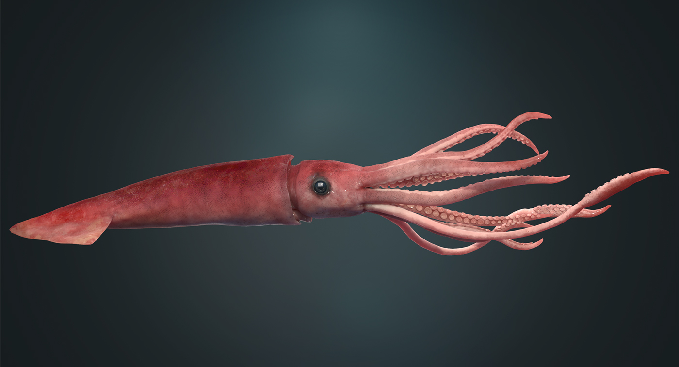 Colossal Squid Wallpapers - Wallpaper Cave