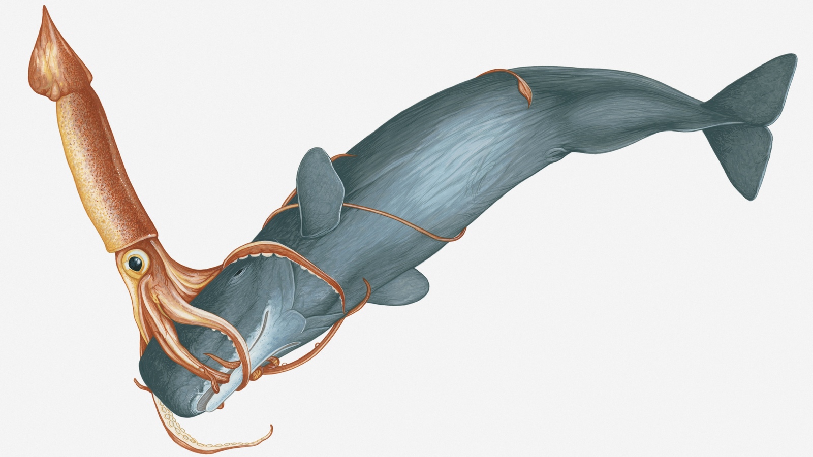 Colossal Squid Wallpapers - Wallpaper Cave