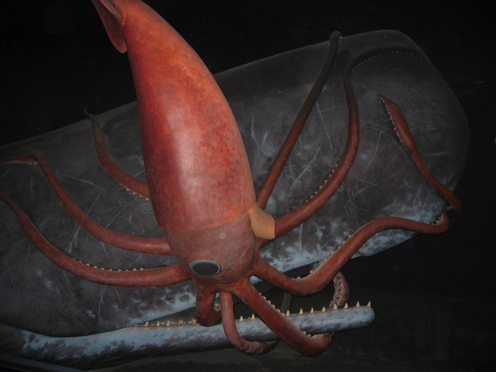Colossal Squid Wallpapers - Wallpaper Cave