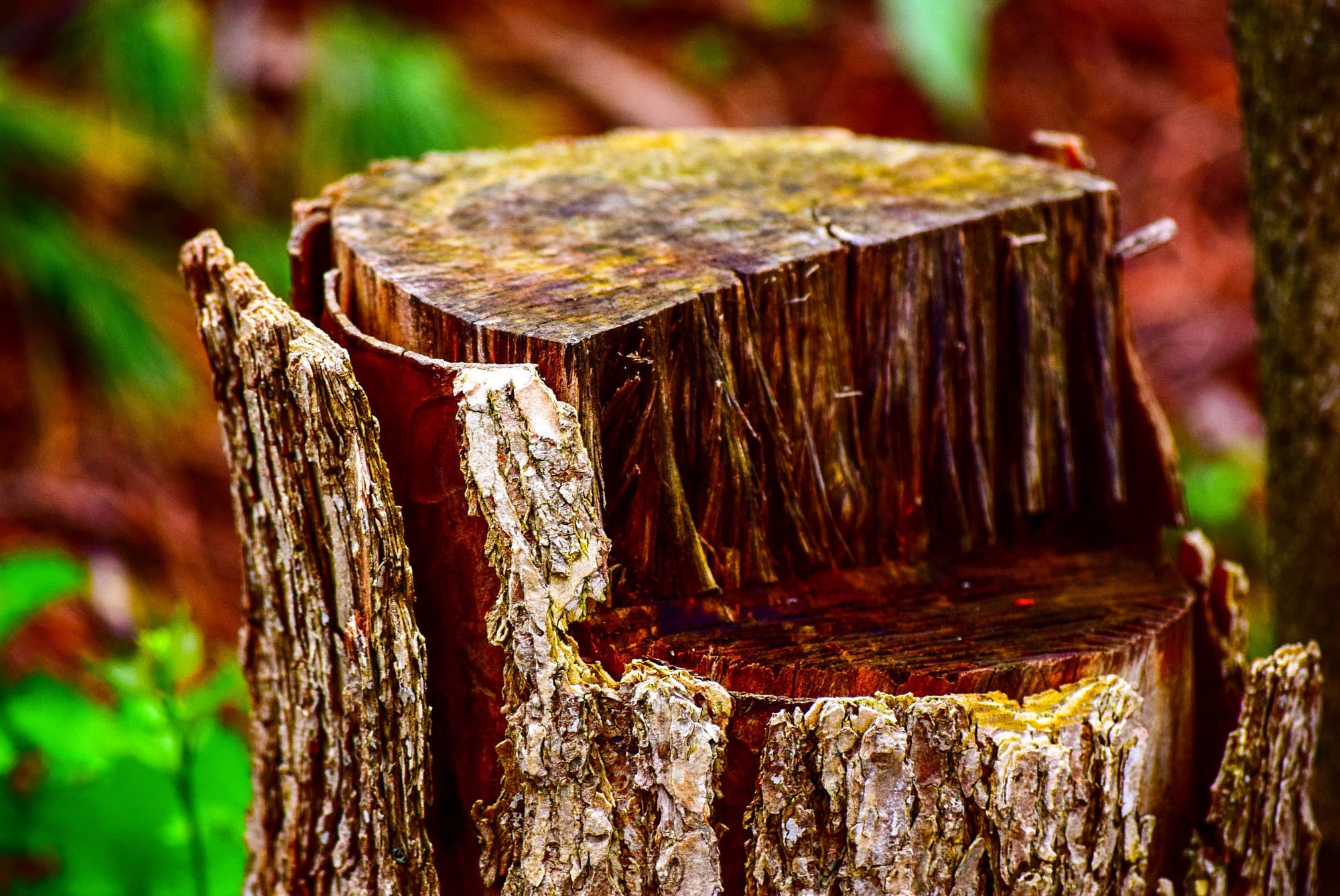 Tree Stump Wallpapers - Wallpaper Cave