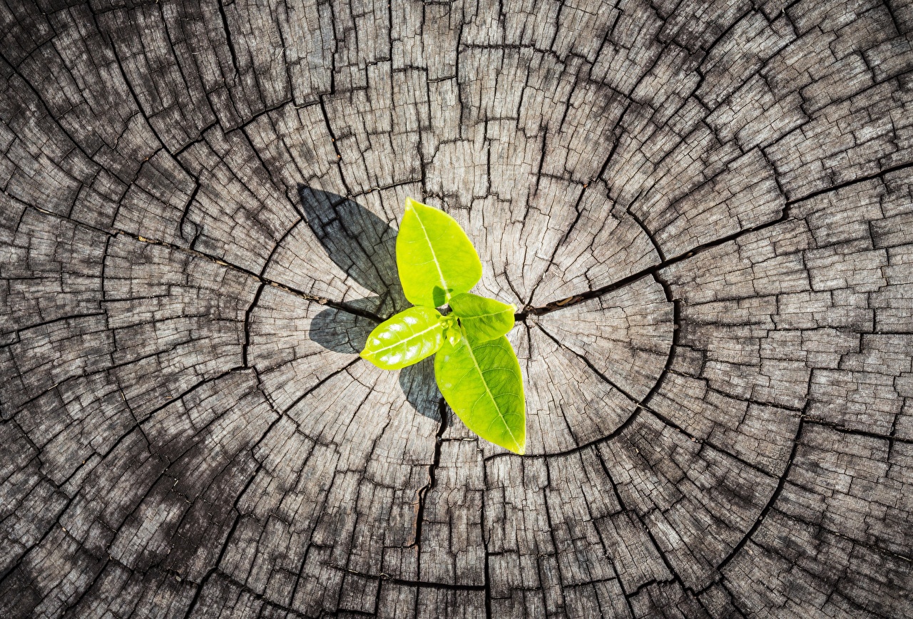 Tree Stump Wallpapers - Wallpaper Cave