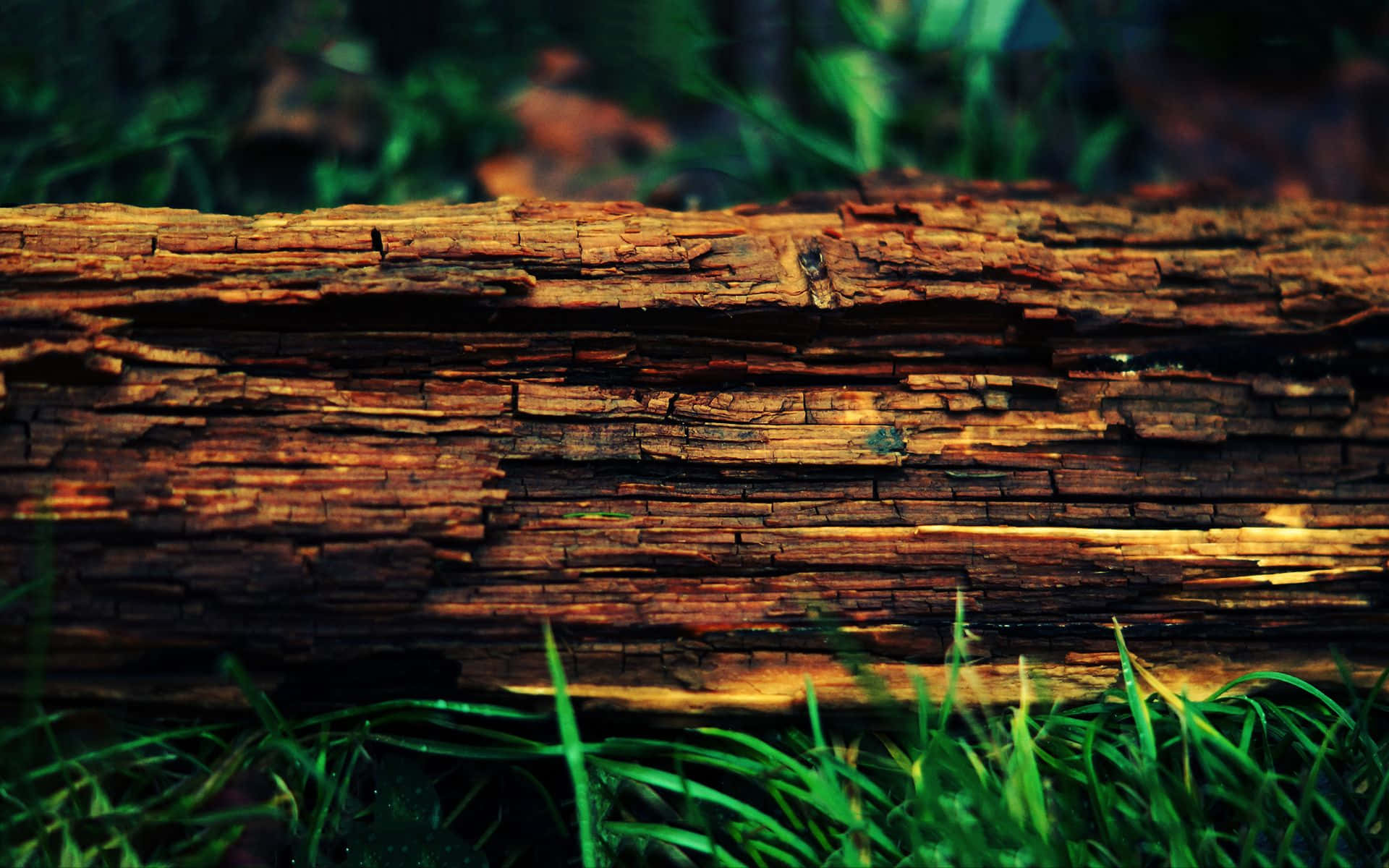 Tree Stump Wallpapers - Wallpaper Cave