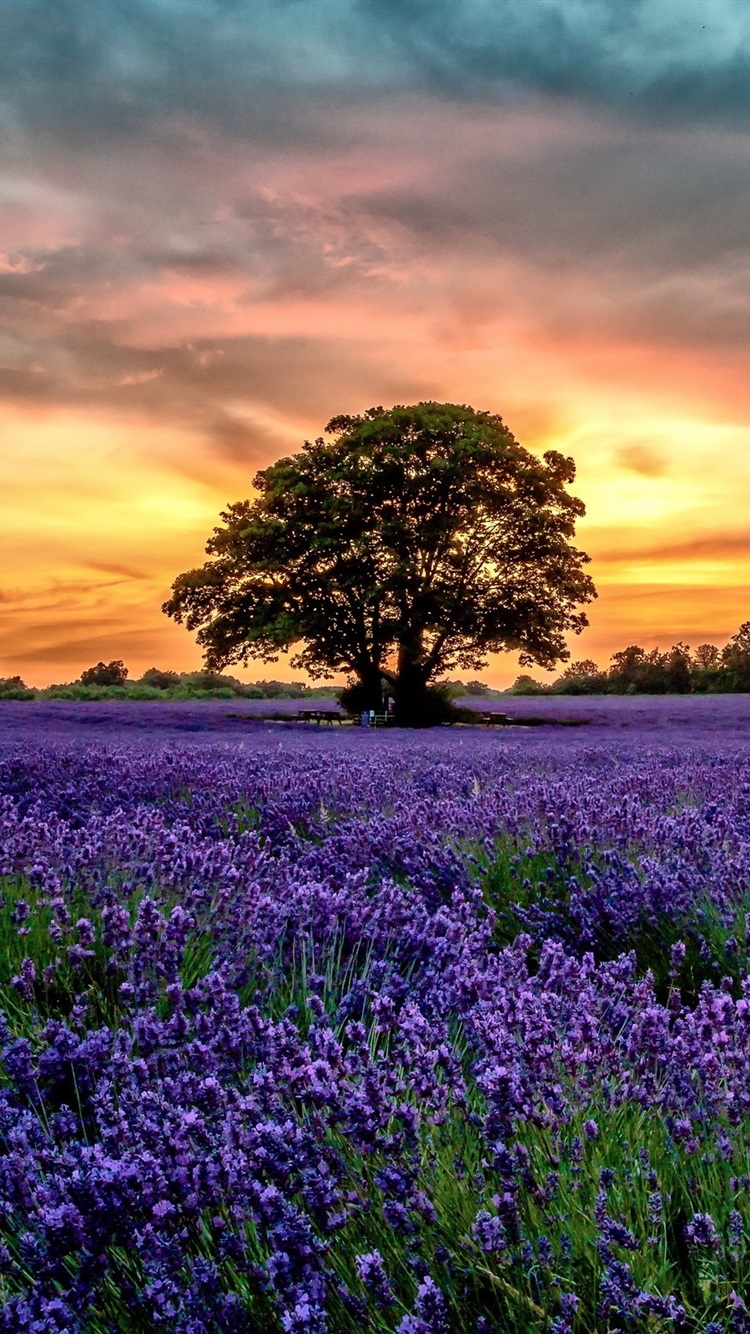 Lavender Field iPhone Wallpapers - Wallpaper Cave