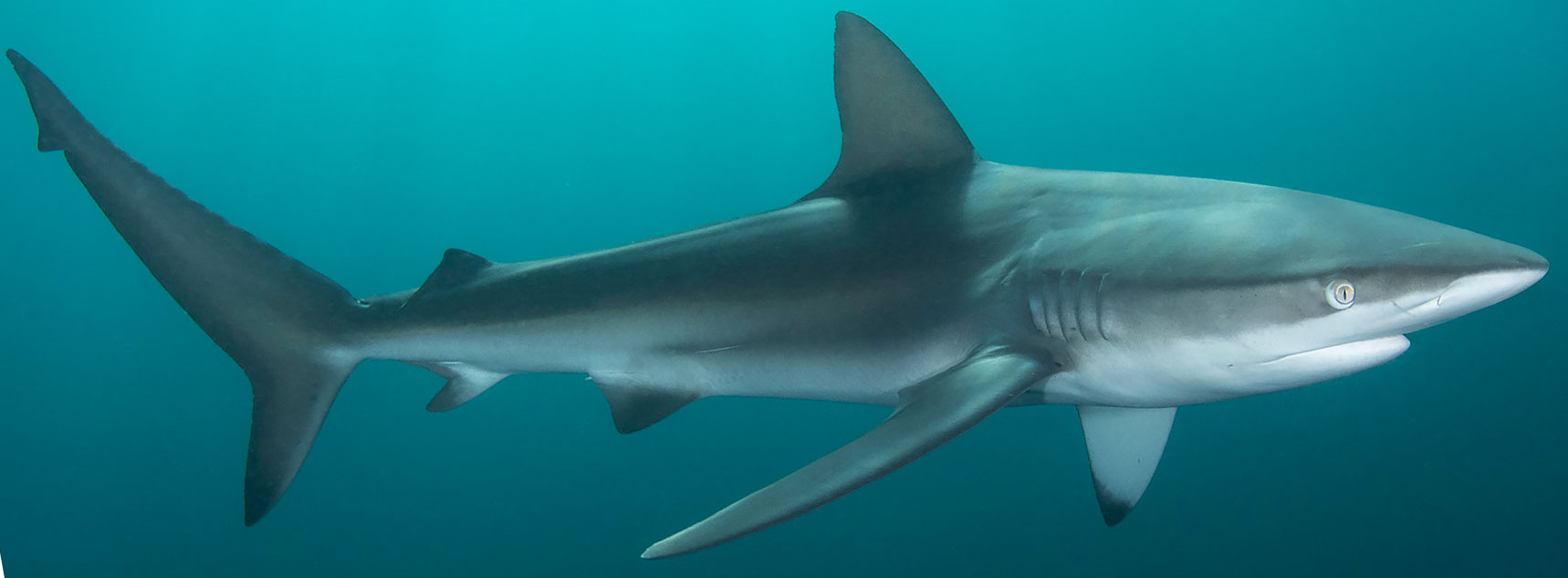 Dusky Shark Wallpapers - Wallpaper Cave