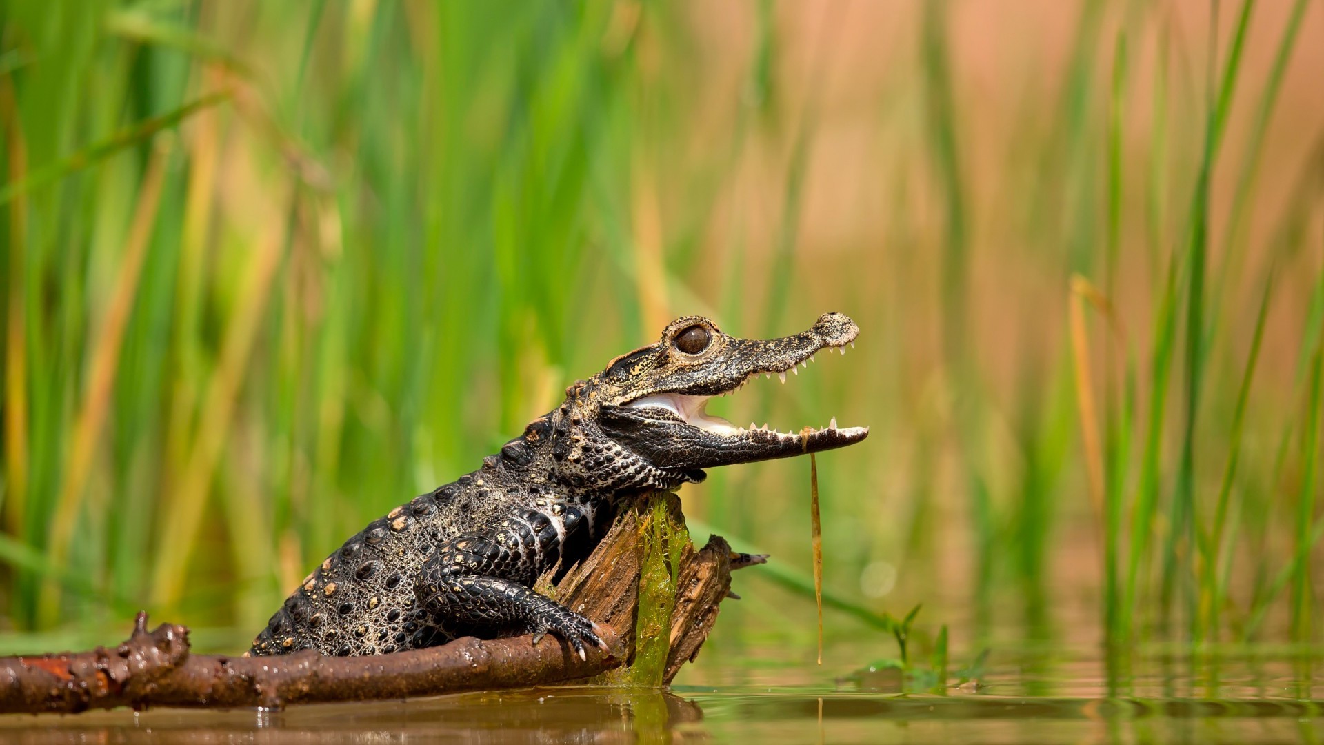 Baby Crocodile Wallpapers - Wallpaper Cave