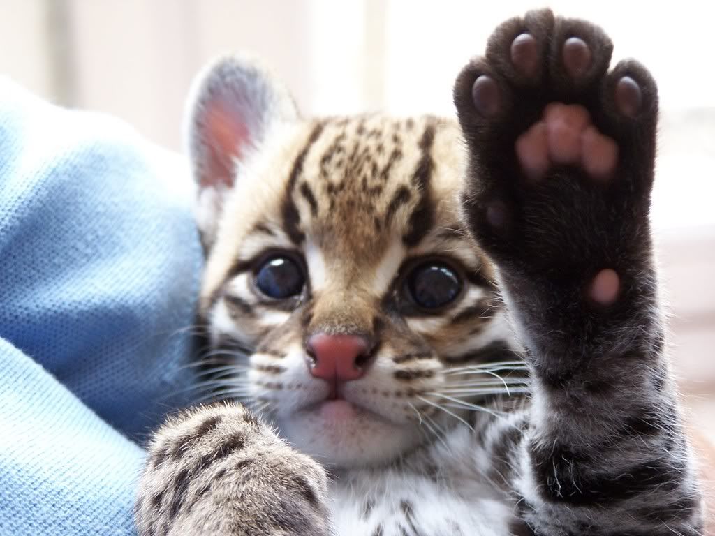 Baby Ocelot Wallpapers - Wallpaper Cave