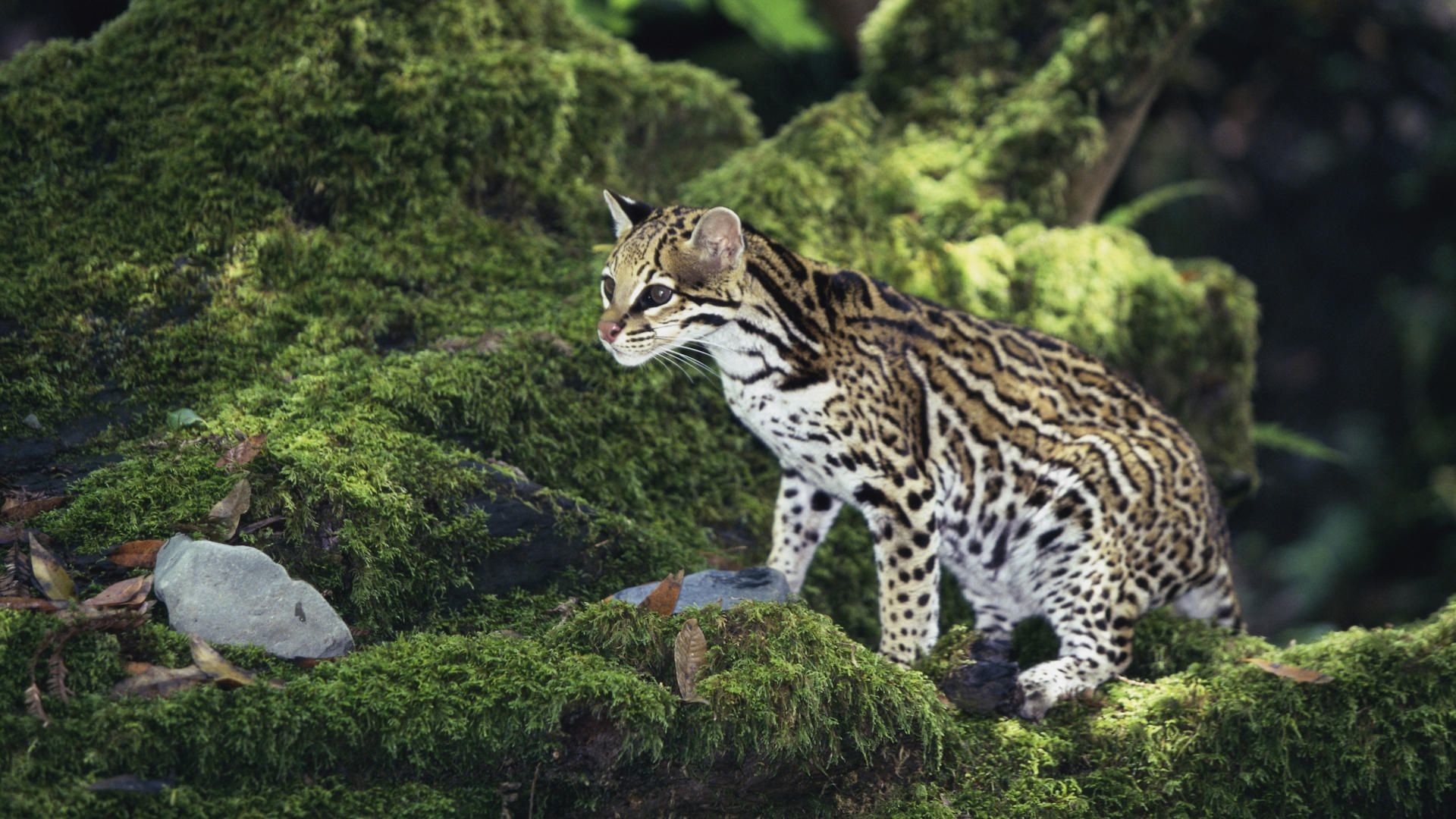 Baby Ocelot Wallpapers - Wallpaper Cave