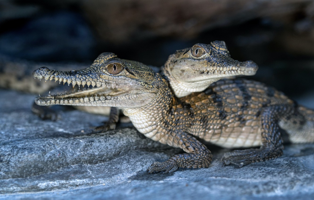 Baby Crocodile Wallpapers - Wallpaper Cave