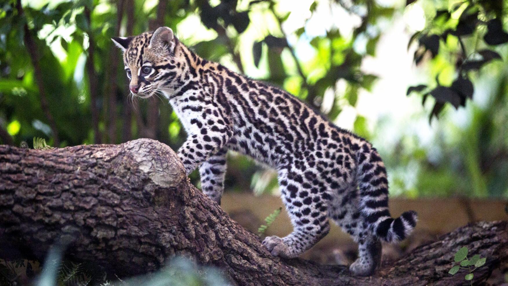 Baby Ocelot Wallpapers - Wallpaper Cave