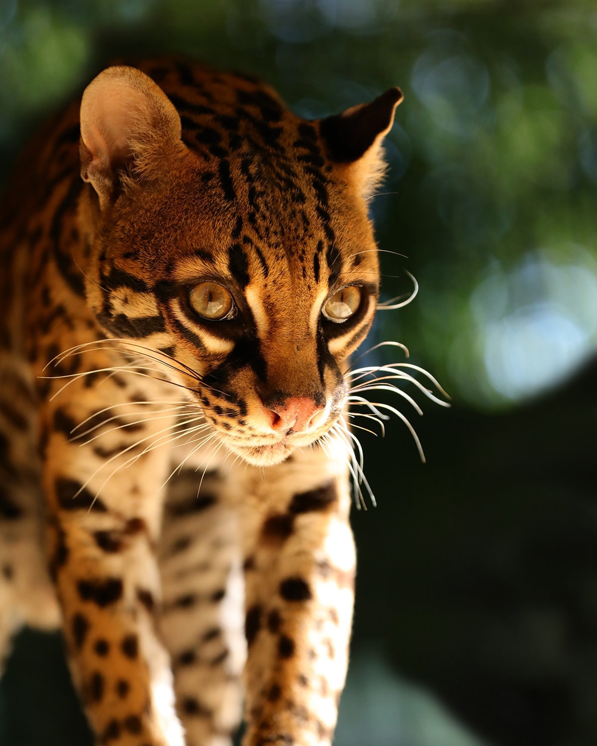 Baby Ocelot Wallpapers - Wallpaper Cave