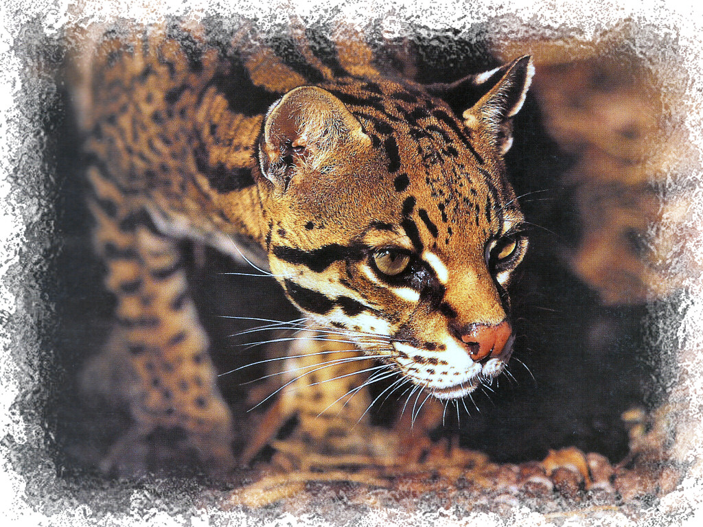 Baby Ocelot Wallpapers - Wallpaper Cave