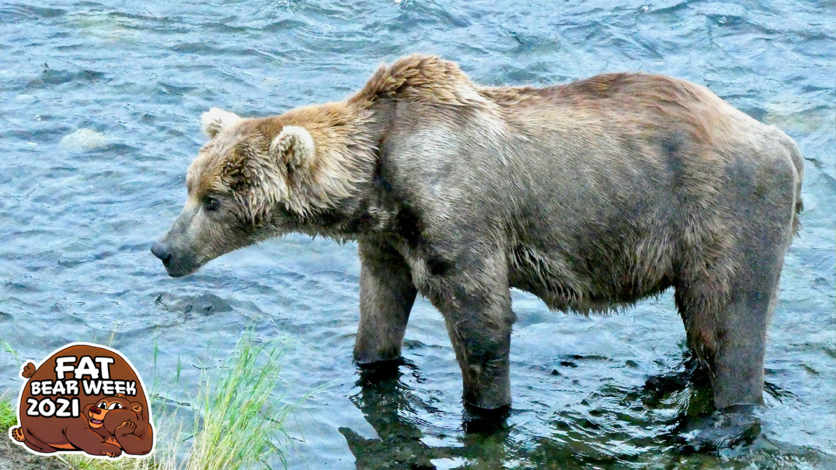 Fat Bear Wallpapers - Wallpaper Cave