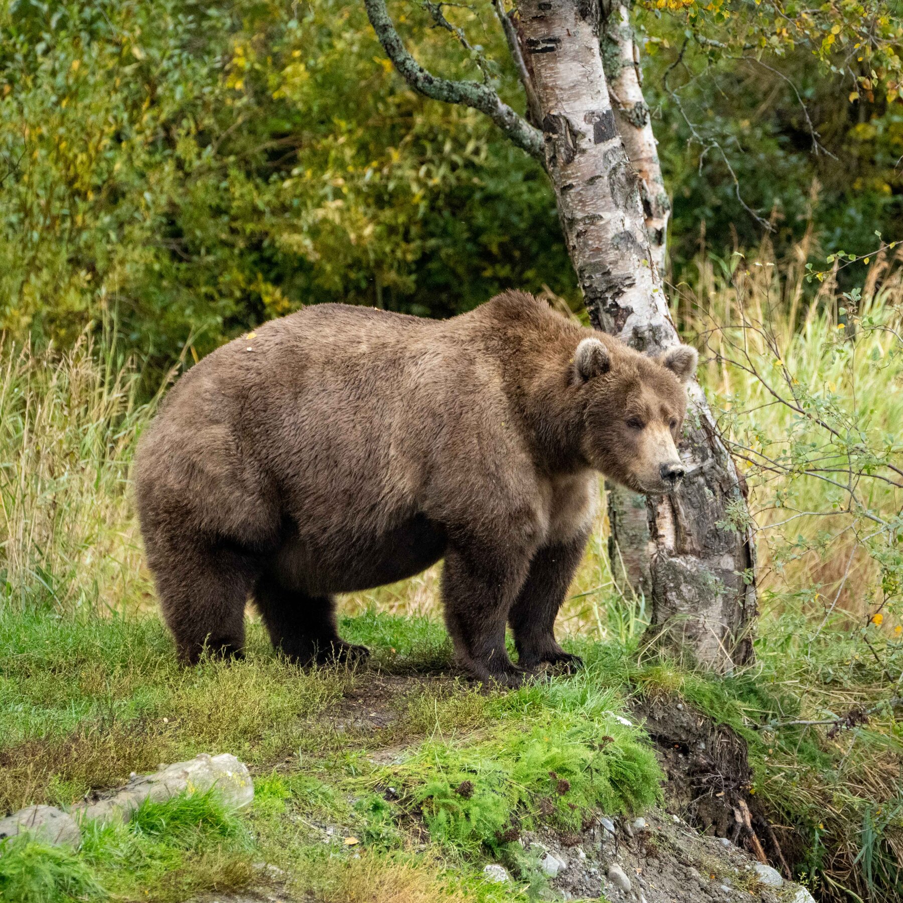 Fat Bear Wallpapers - Wallpaper Cave