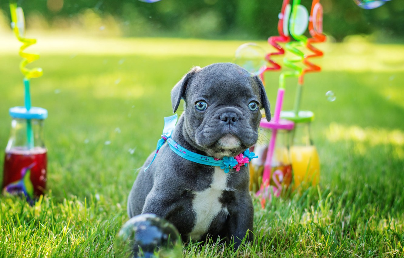 Summer Bull Dogs Wallpapers - Wallpaper Cave