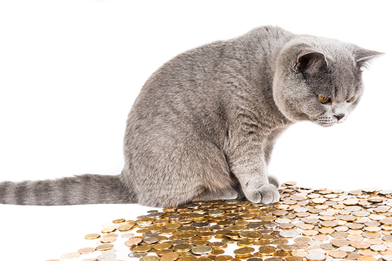 Cats With Money Wallpapers - Wallpaper Cave