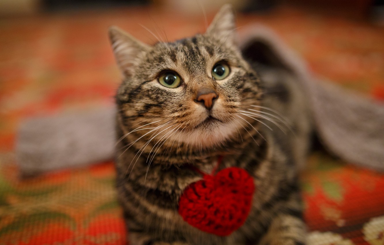 Cat Heart Wallpapers - Wallpaper Cave