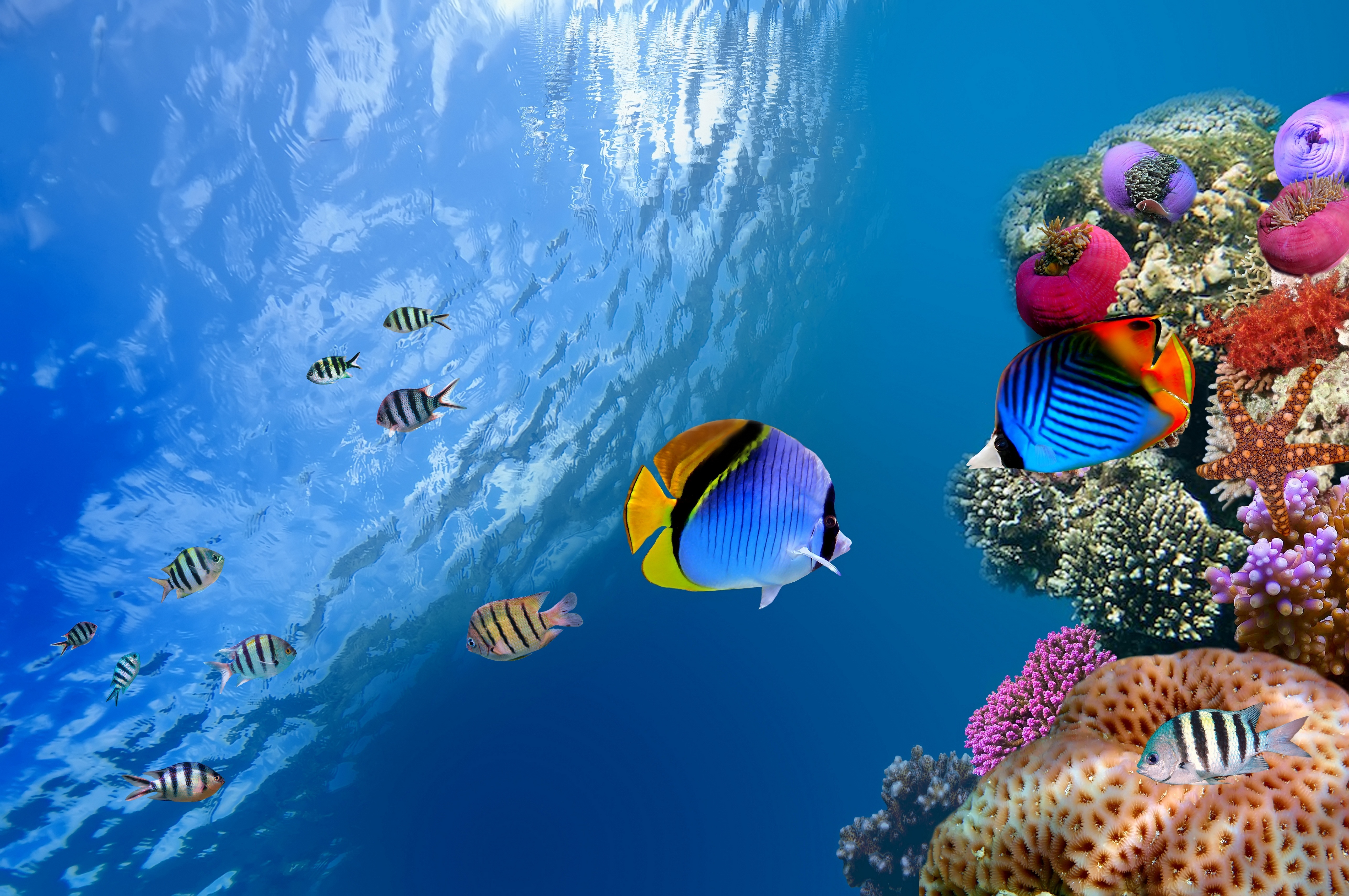 Fish In Sea Wallpapers - Wallpaper Cave