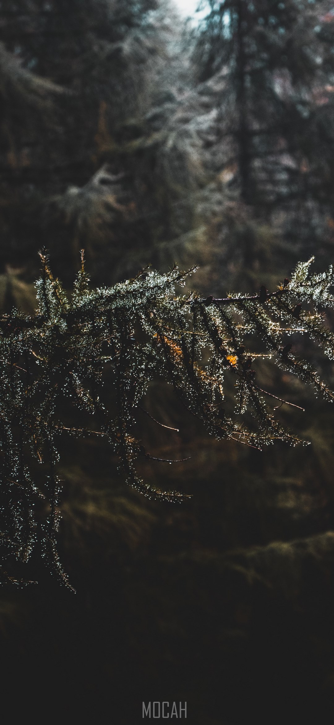 OPPO AX7 Wallpapers - Wallpaper Cave