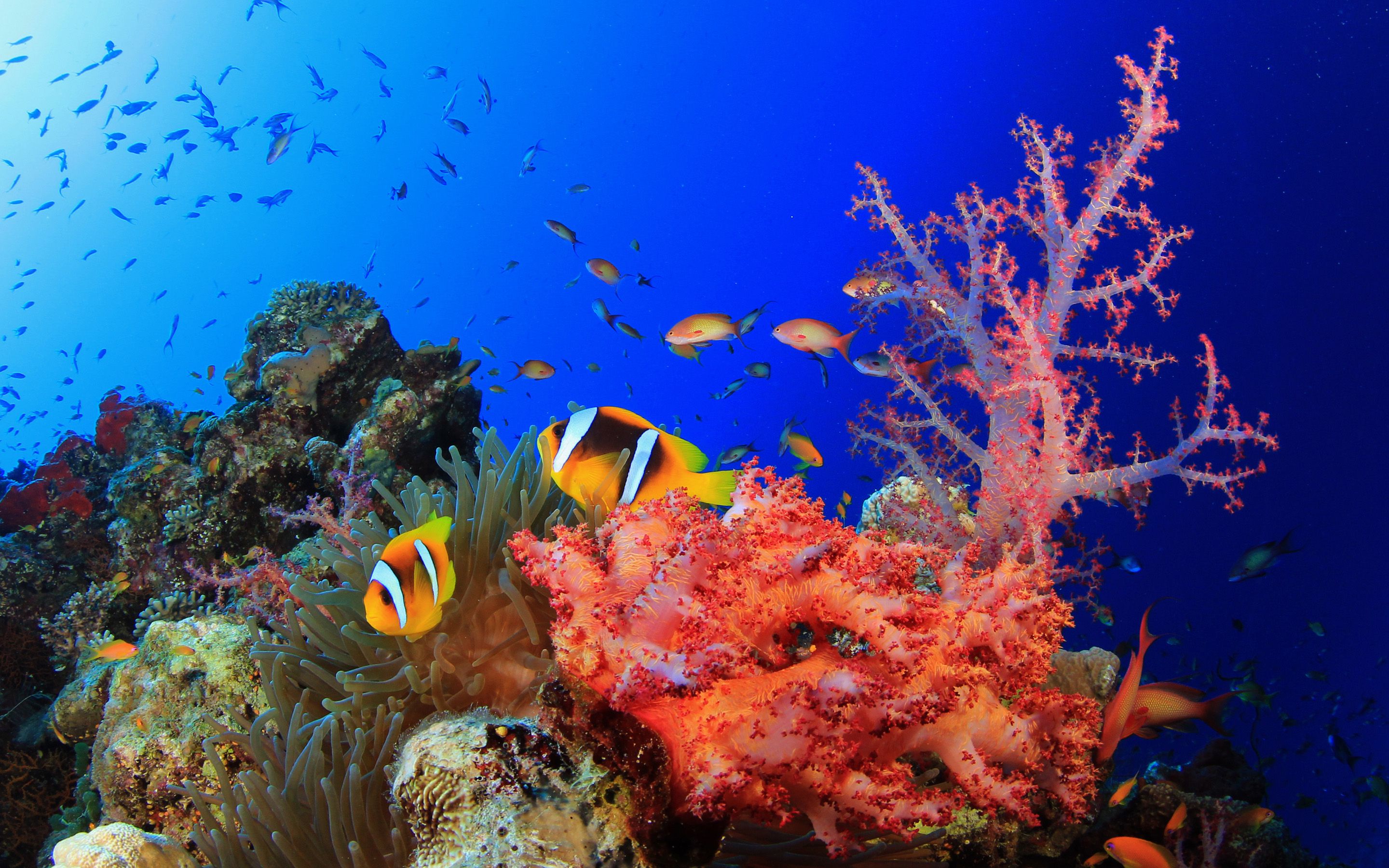 Ocean Reef Wallpapers - Wallpaper Cave