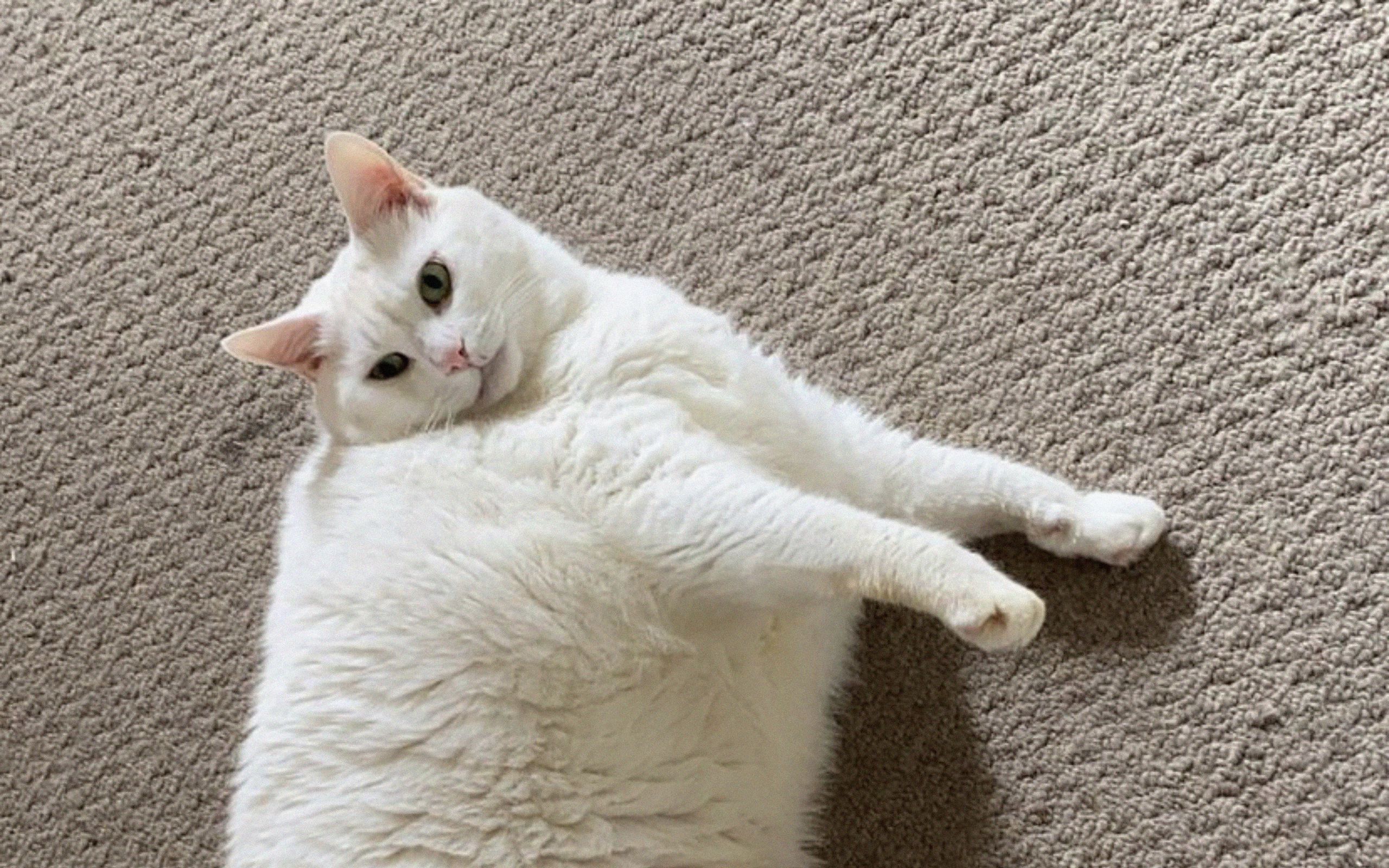 Fat Kittens Wallpapers - Wallpaper Cave