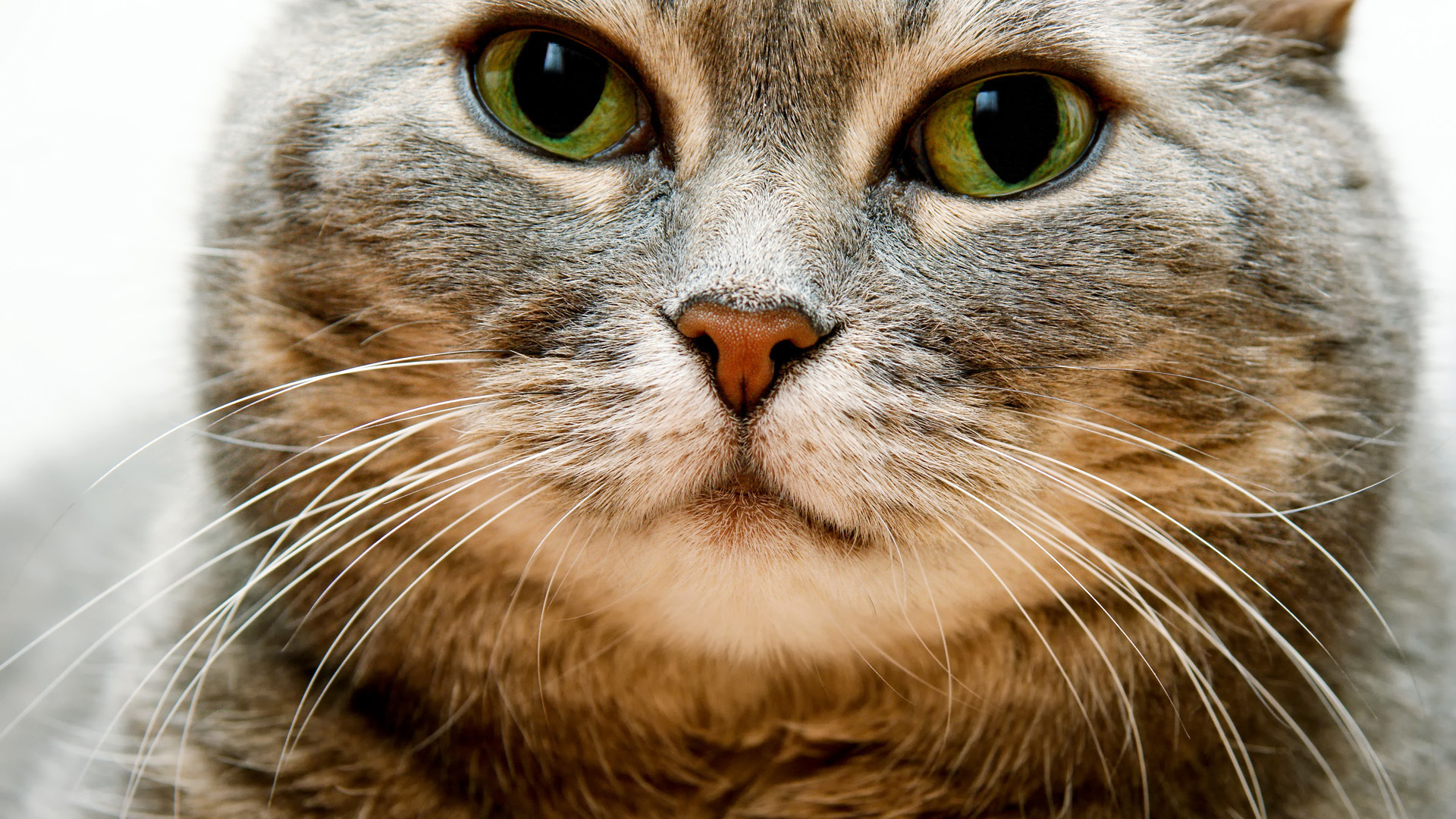 Fat Kittens Wallpapers - Wallpaper Cave