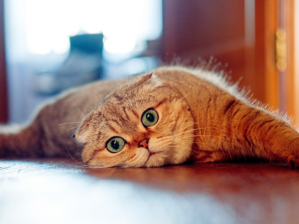 Fat Kittens Wallpapers - Wallpaper Cave