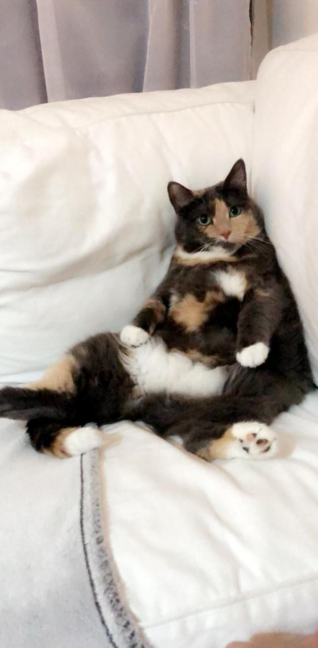 Fat Kittens Wallpapers - Wallpaper Cave