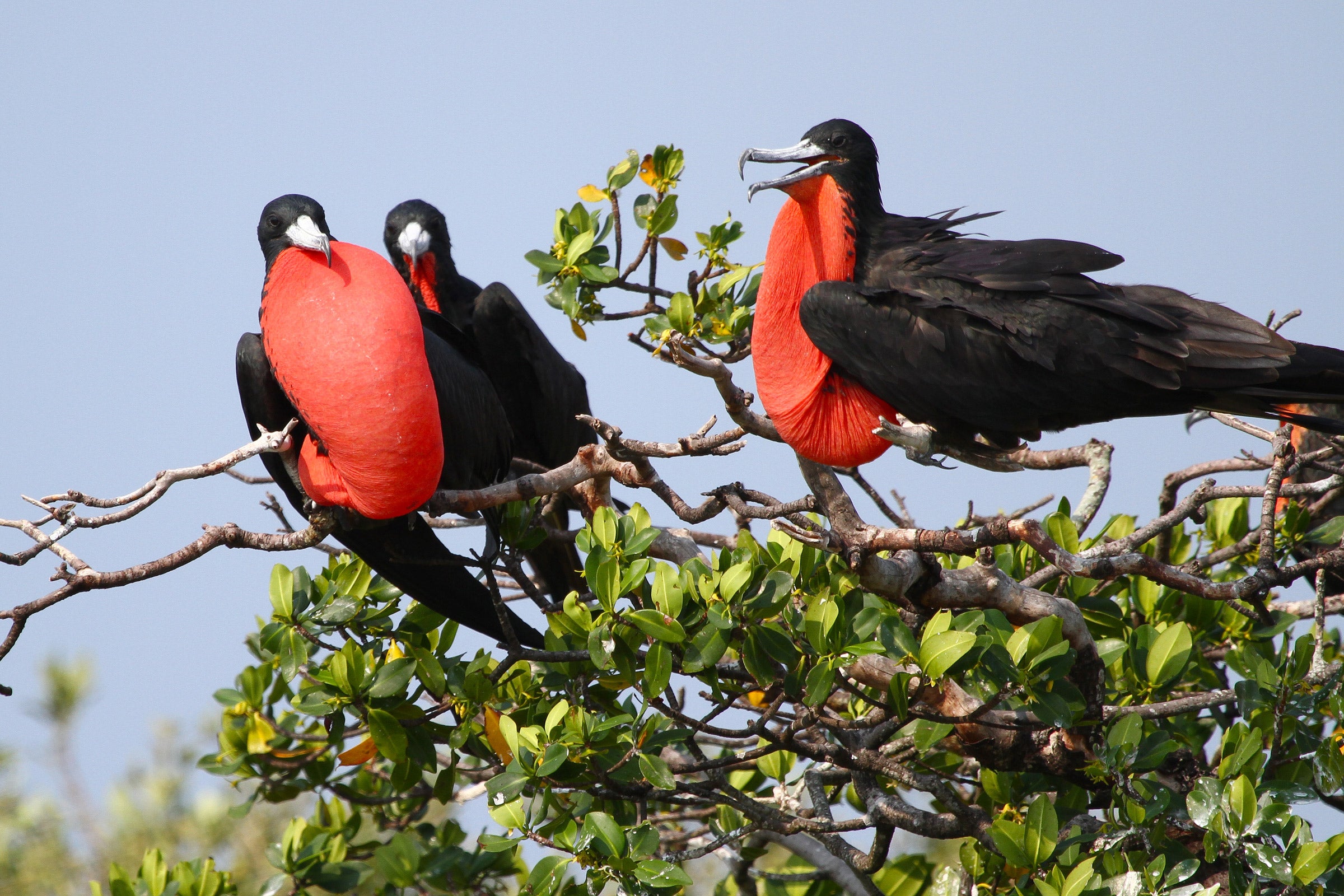 Frigatebird Wallpapers - Wallpaper Cave