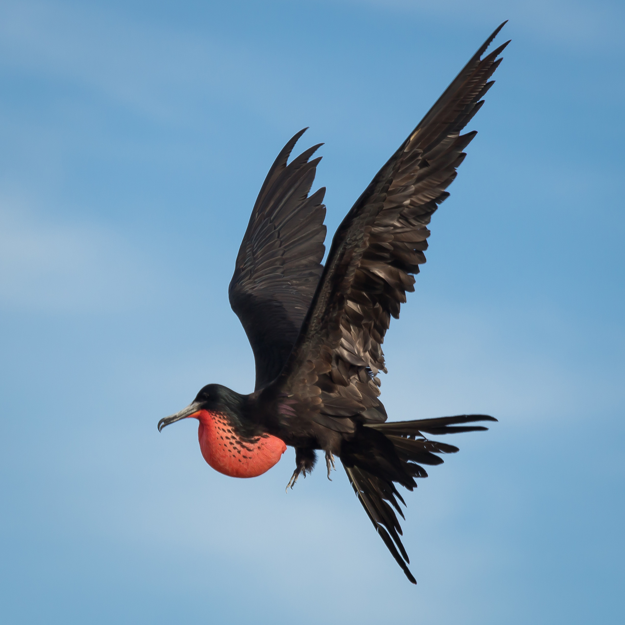 Frigatebird Wallpapers - Wallpaper Cave