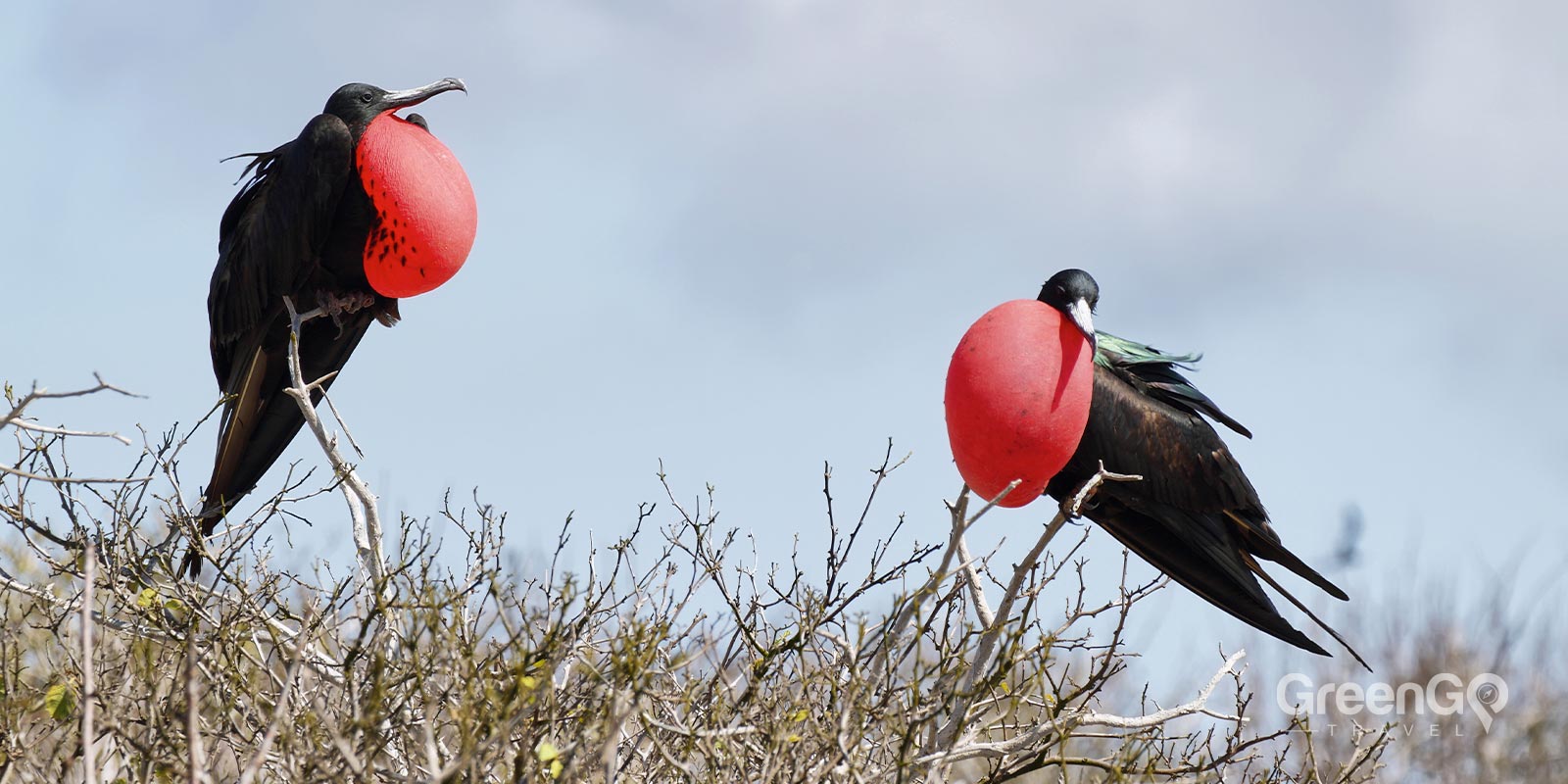 Frigatebird Wallpapers - Wallpaper Cave