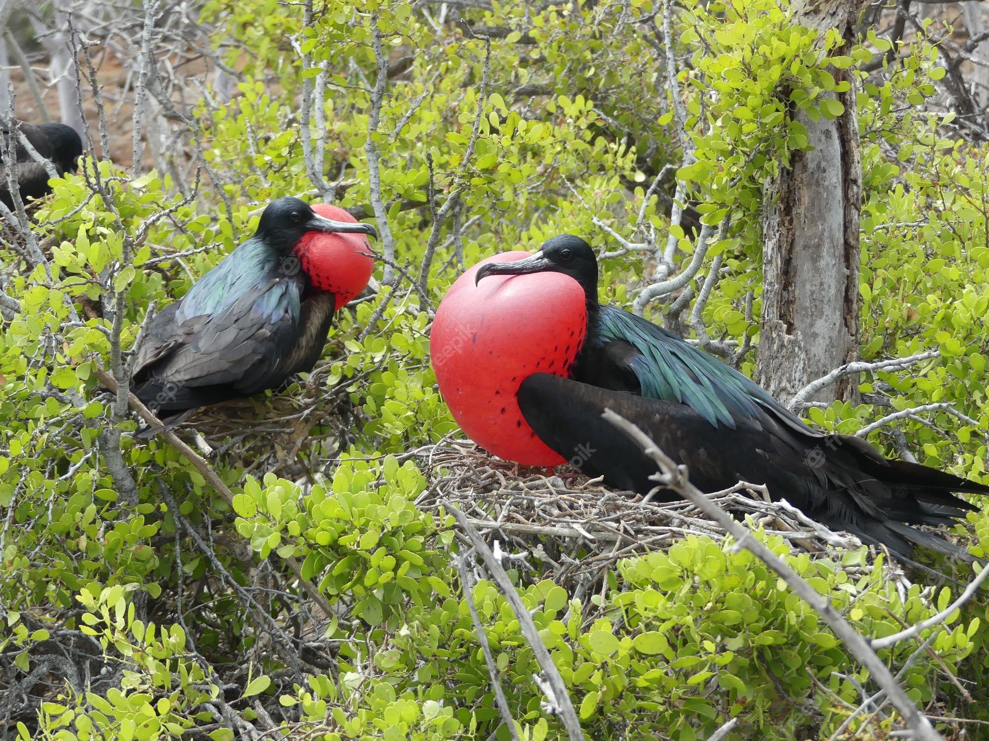 Frigatebird Wallpapers - Wallpaper Cave