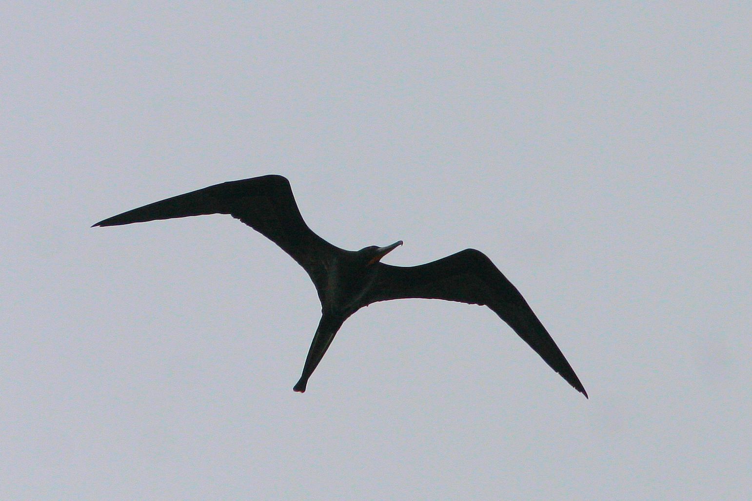 Frigatebird Wallpapers - Wallpaper Cave