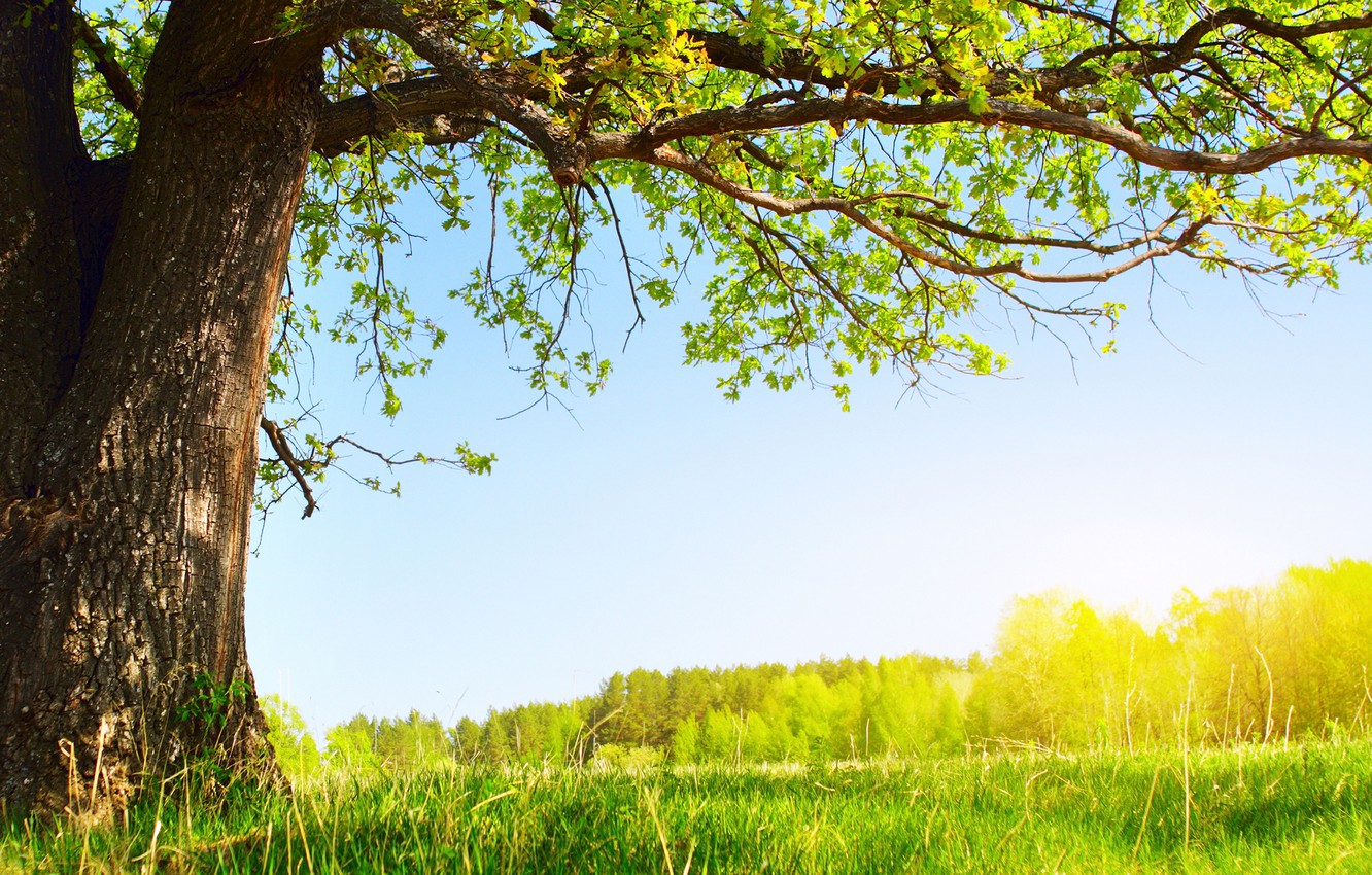 Summer Tree Hd Desktop