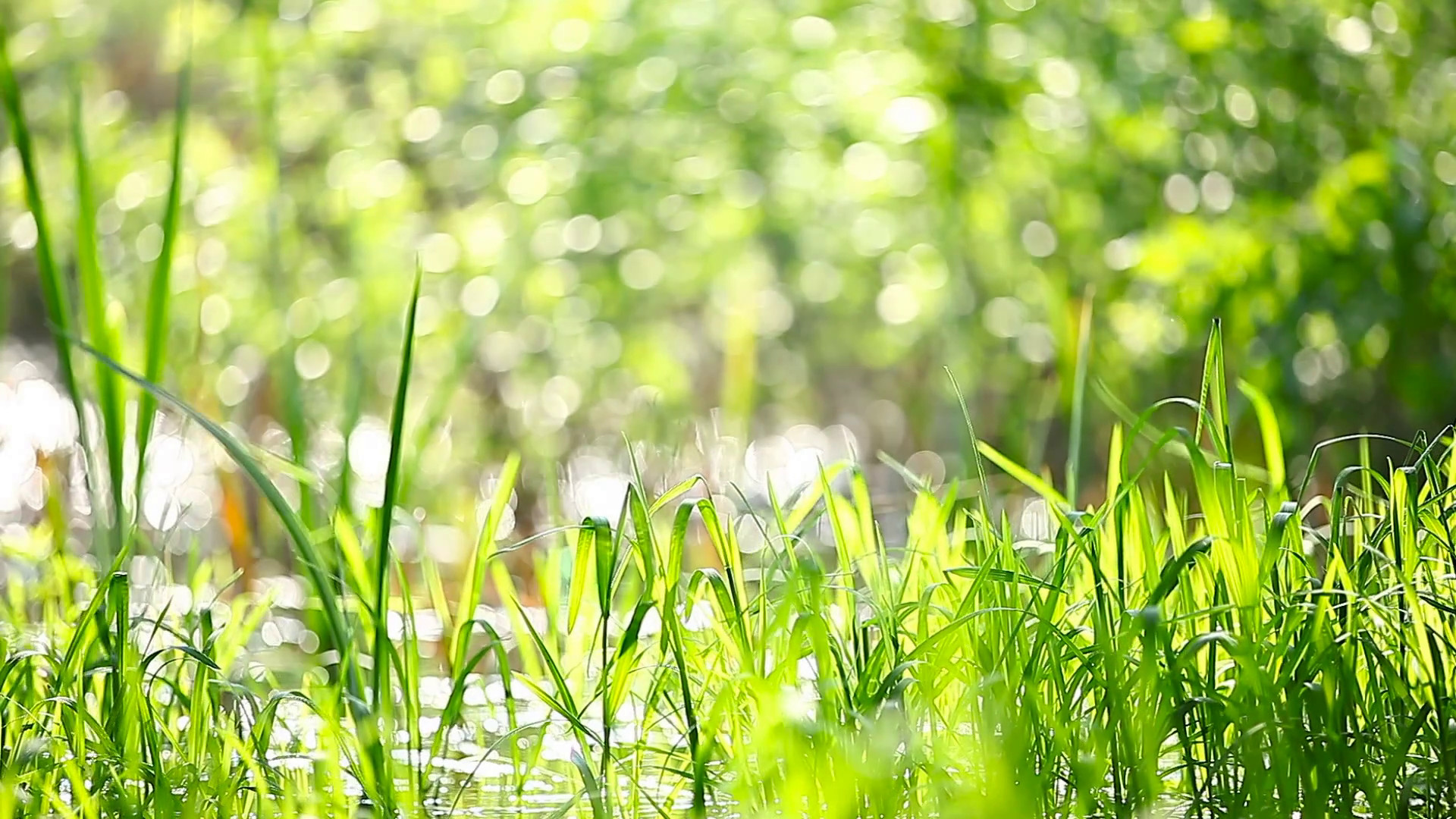 Green Grass Summer Wallpapers - Wallpaper Cave
