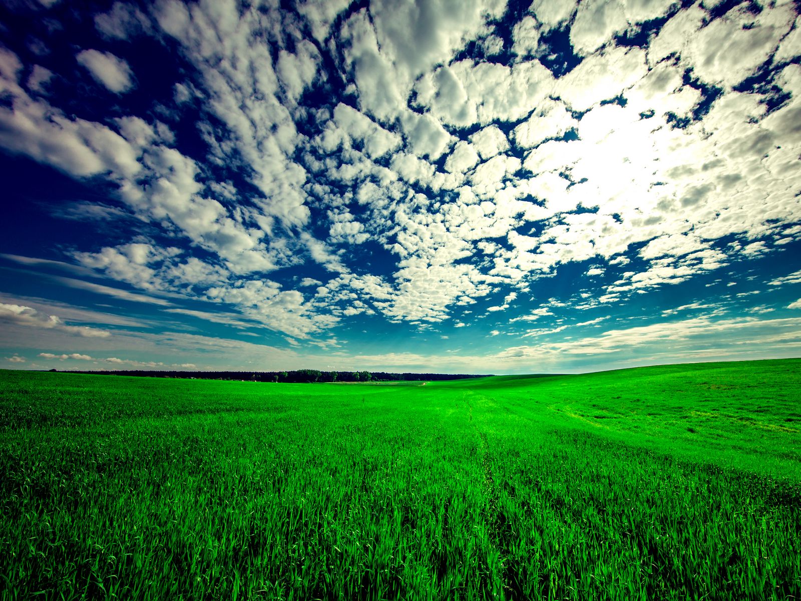 Green Grass Summer Wallpapers - Wallpaper Cave