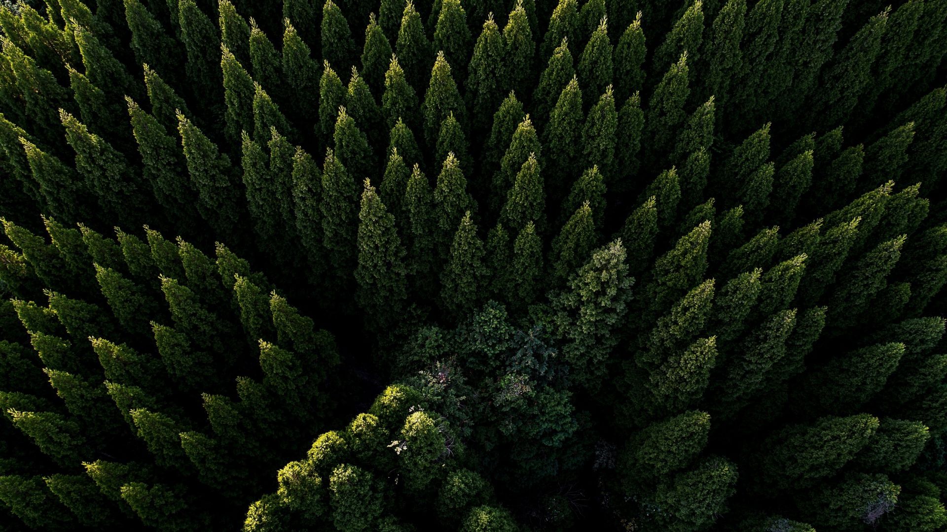 Forest Trees Spring Wallpapers - Wallpaper Cave