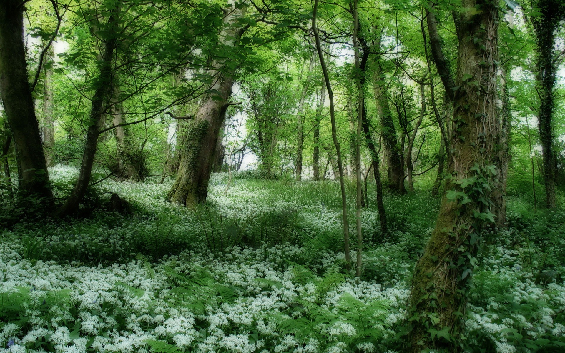 Forest Trees Spring Wallpapers - Wallpaper Cave