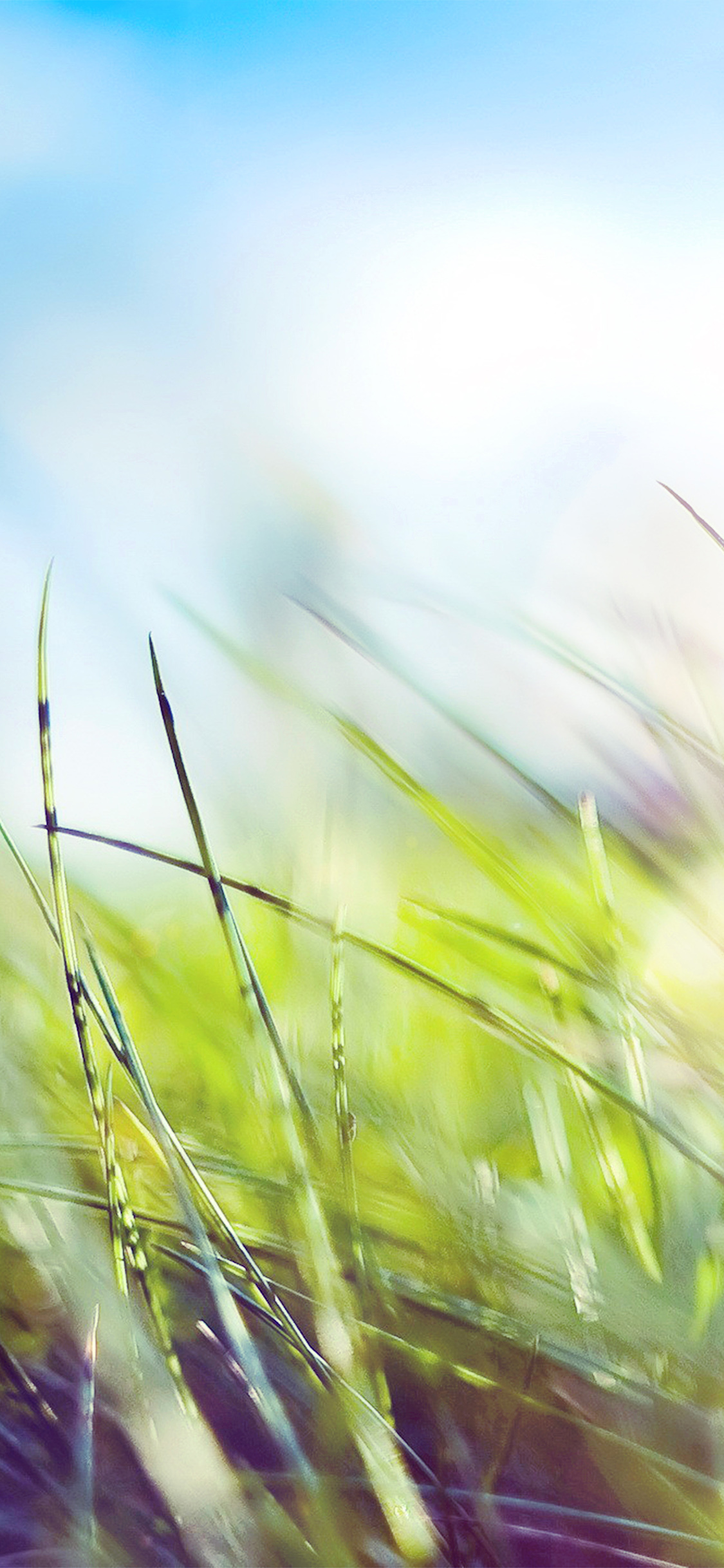 Green Grass Summer Wallpapers - Wallpaper Cave