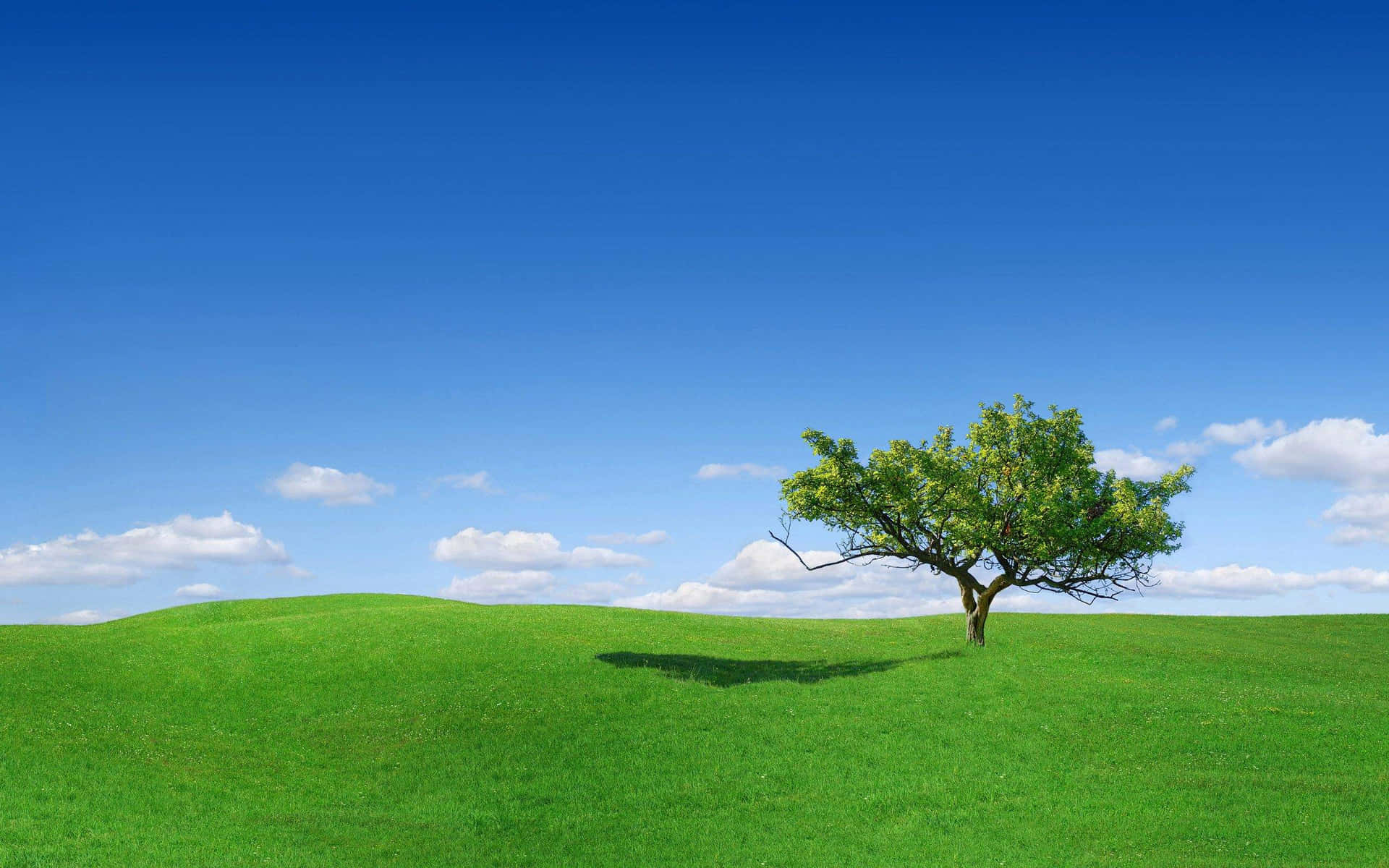 Green Grass Summer Wallpapers - Wallpaper Cave