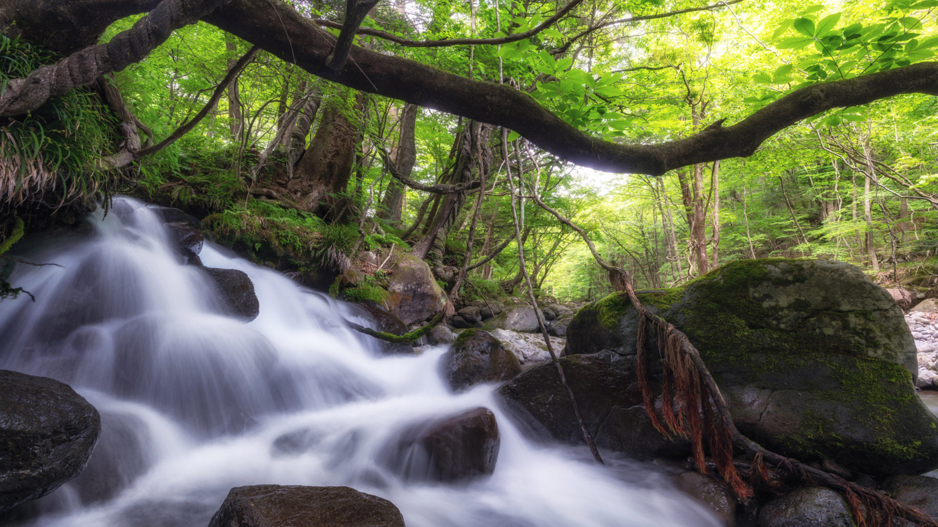 Forest Trees Spring Wallpapers - Wallpaper Cave