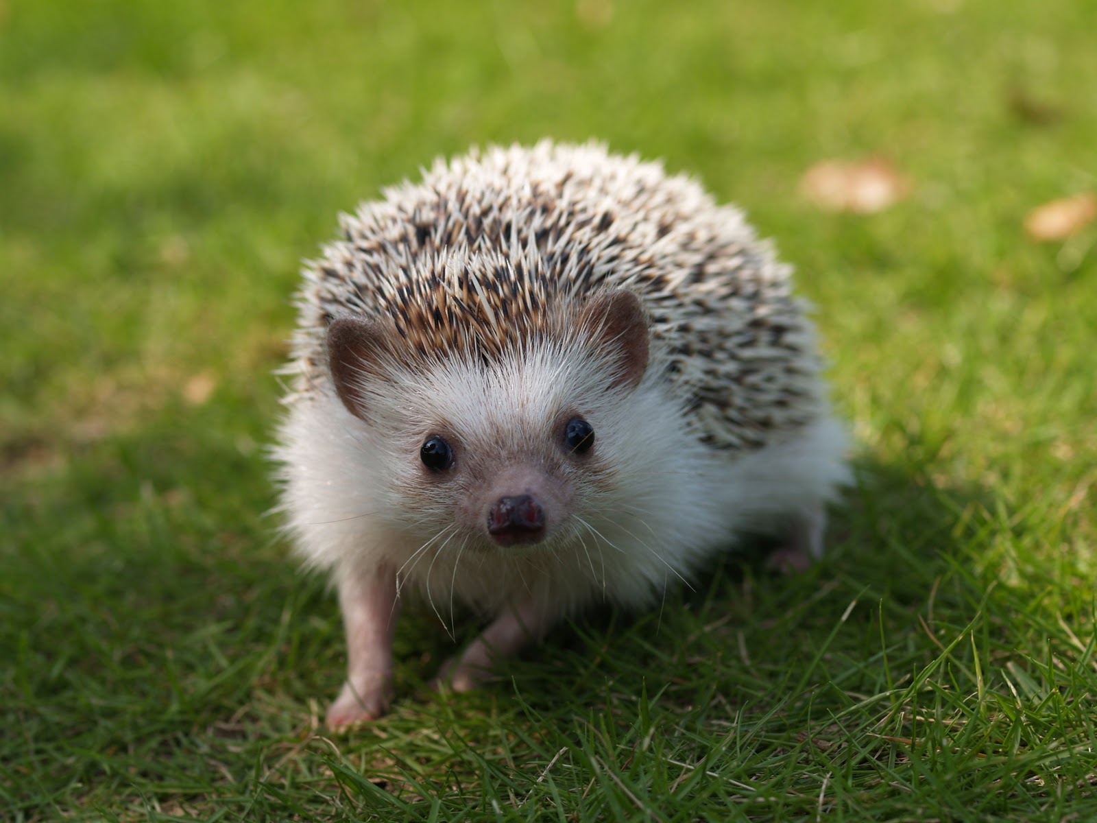Baby Hedgehogs Wallpapers - Wallpaper Cave