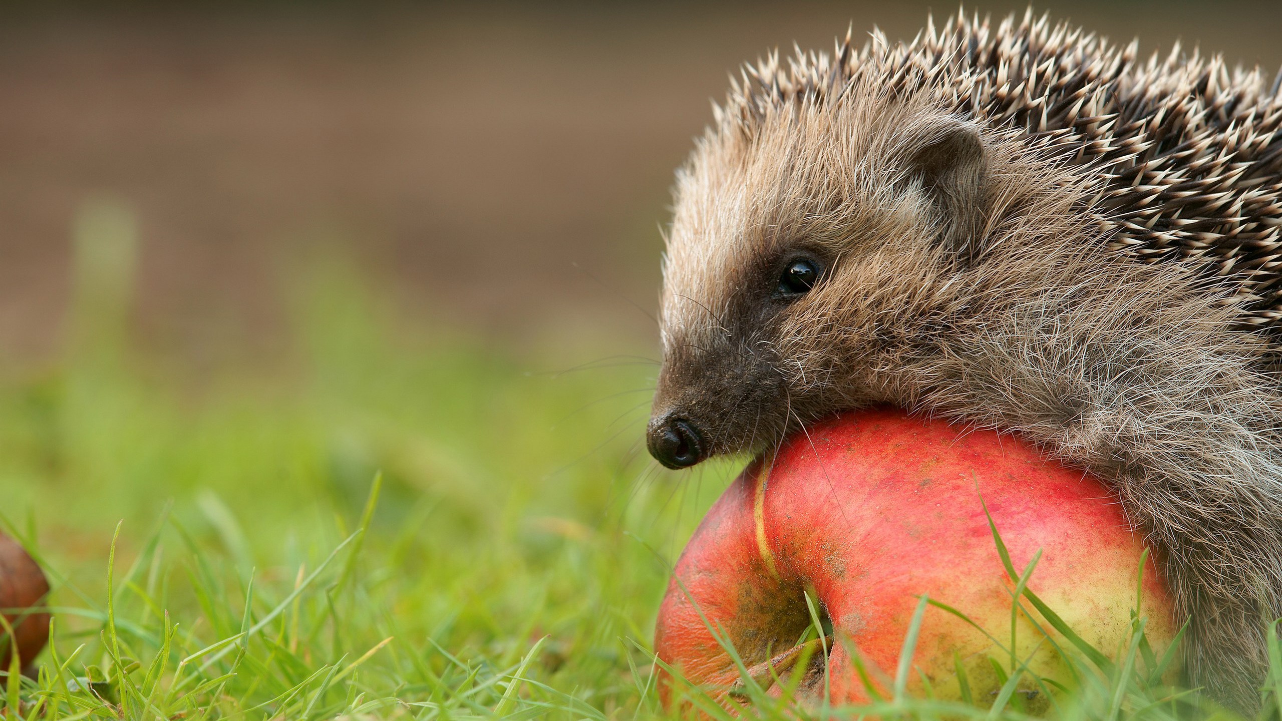 Baby Hedgehogs Wallpapers - Wallpaper Cave