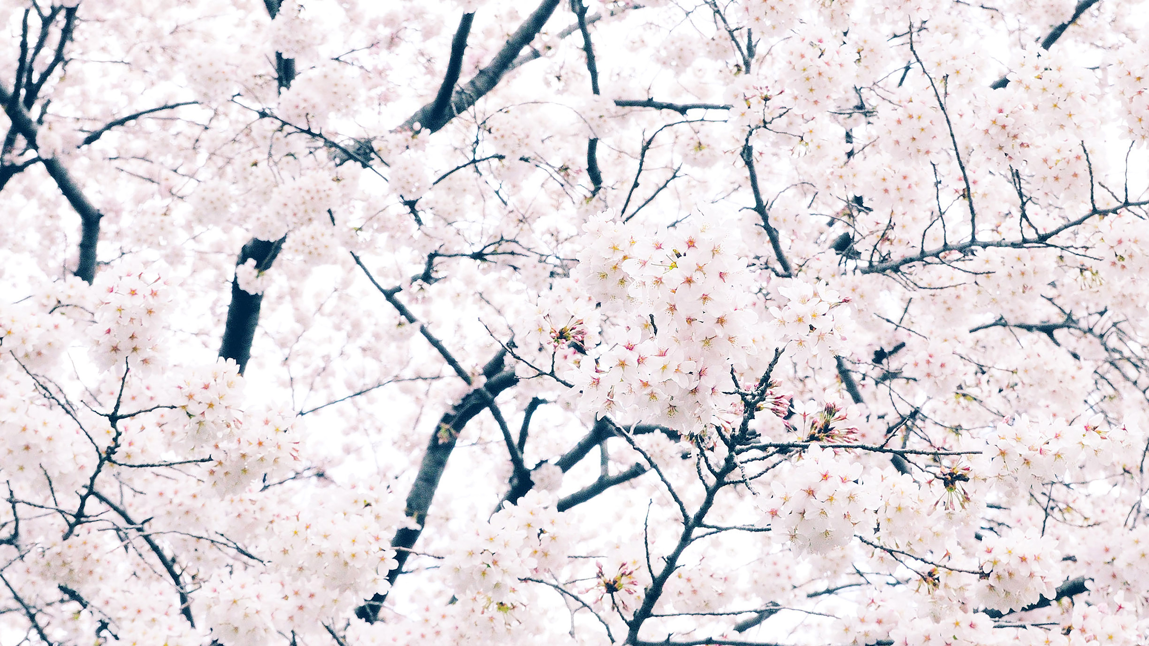 Spring Tree Desktop Wallpapers - Wallpaper Cave